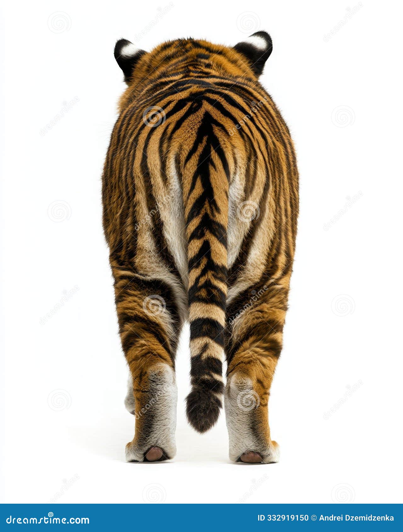 Sumatran Tiger Back View Isolated on White Background. Transparent ...