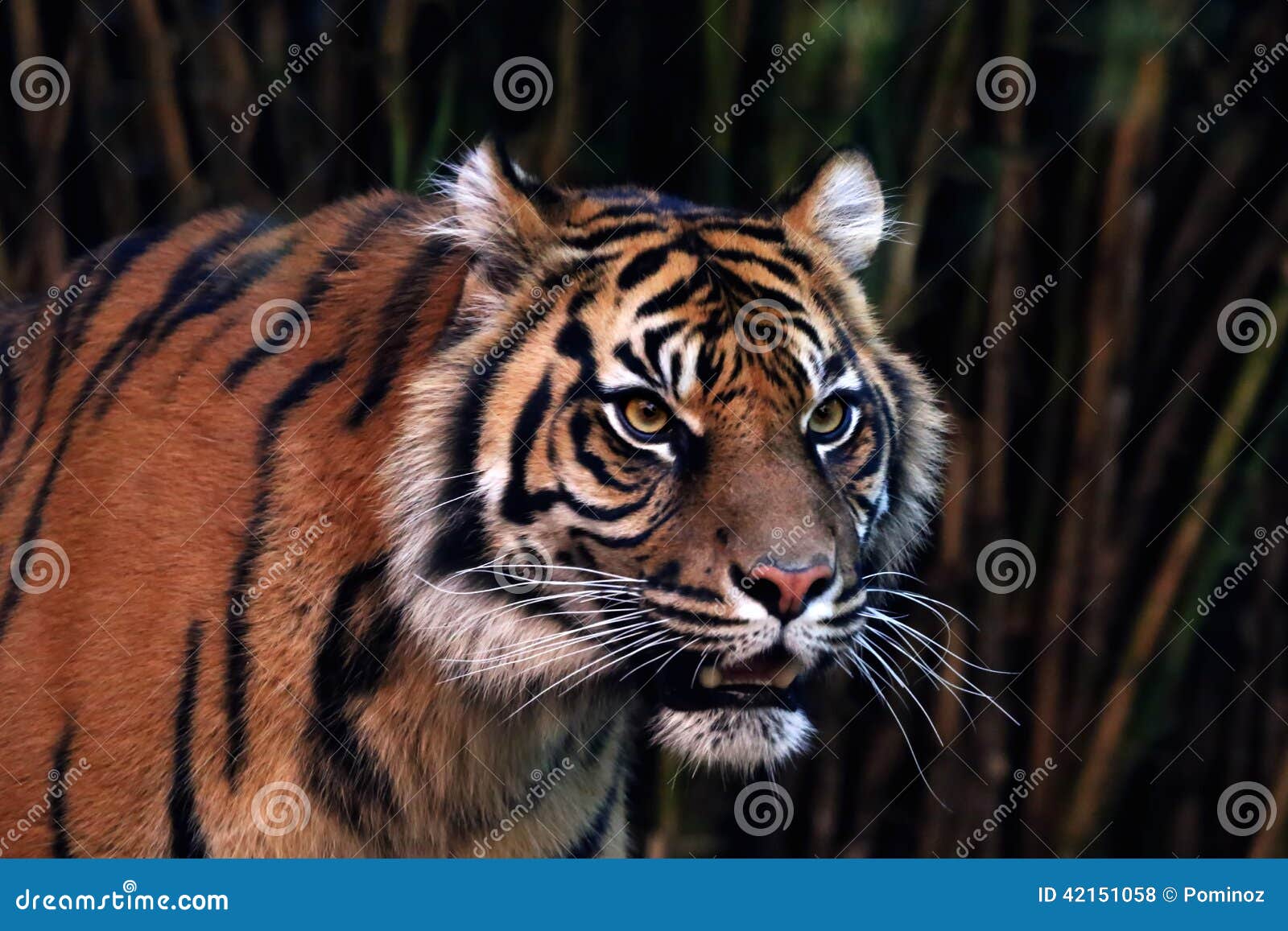 Sumatran Tiger stock photo. Image of majestic, regal - 42151058
