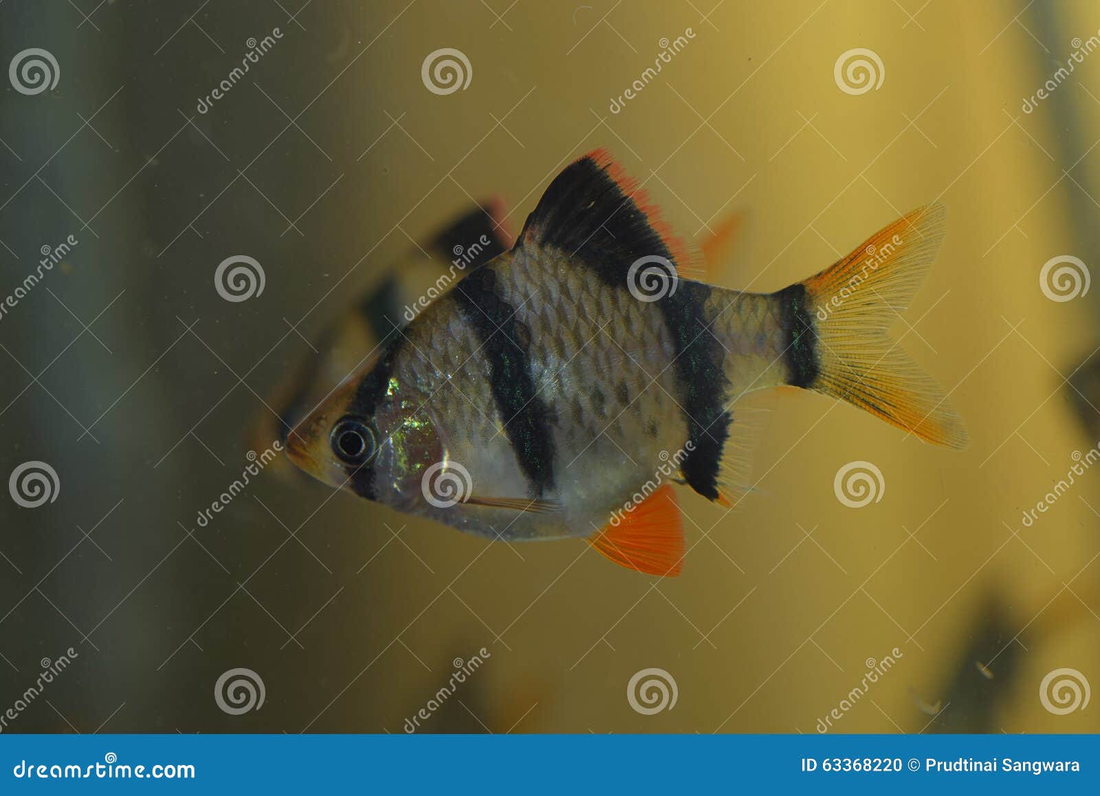 SUMATRAN TIGER BARB stock photo. Image of popular, barbus - 63368220