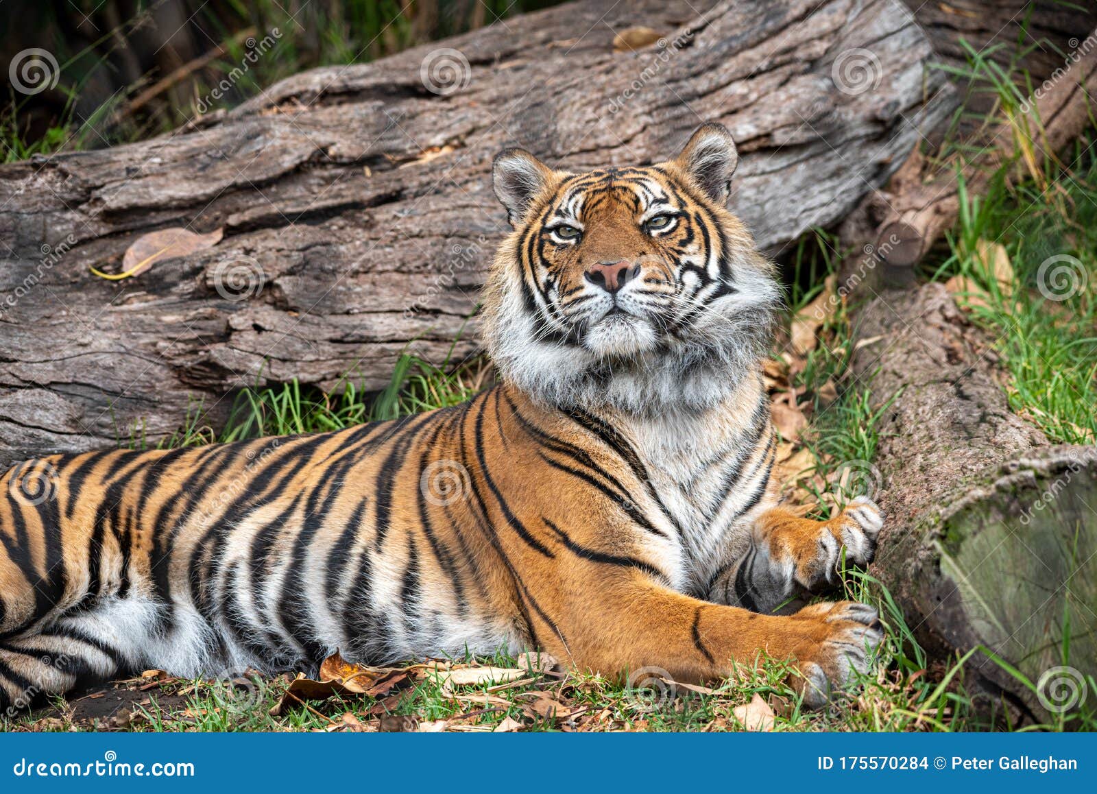 Sumatran Tiger Checking Out the Noise Stock Photo - Image of nature ...
