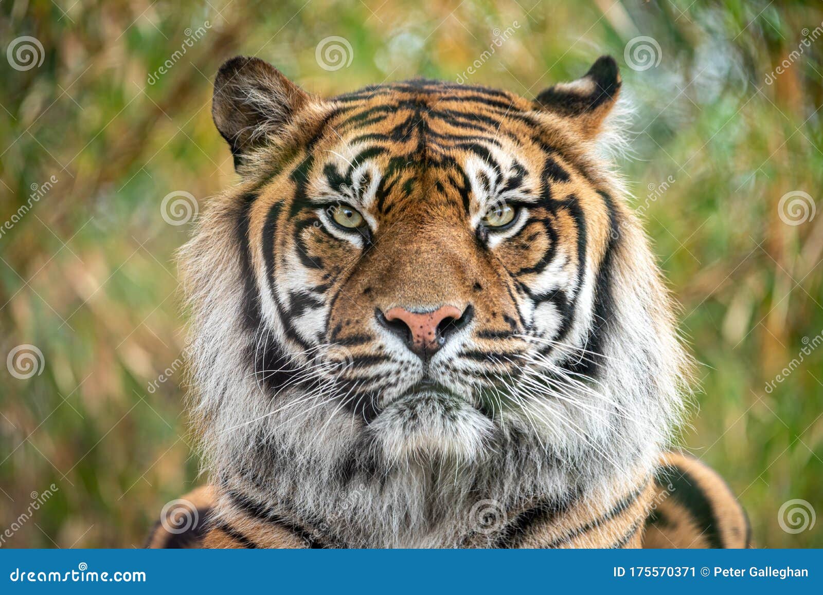 Sumatran Tiger Close Up of Its Beautiful Face Stock Image - Image of ...