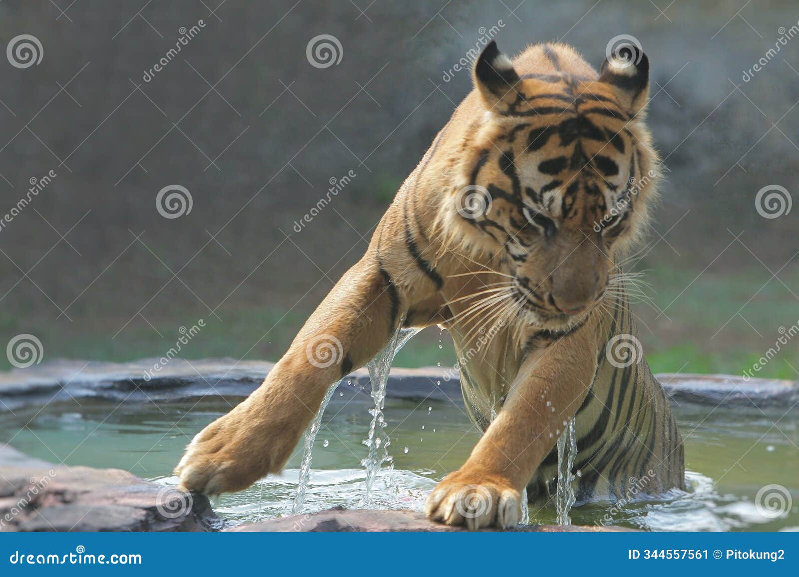 Sumatrantiger editorial photo. Image of sumatran, coming - 344557561