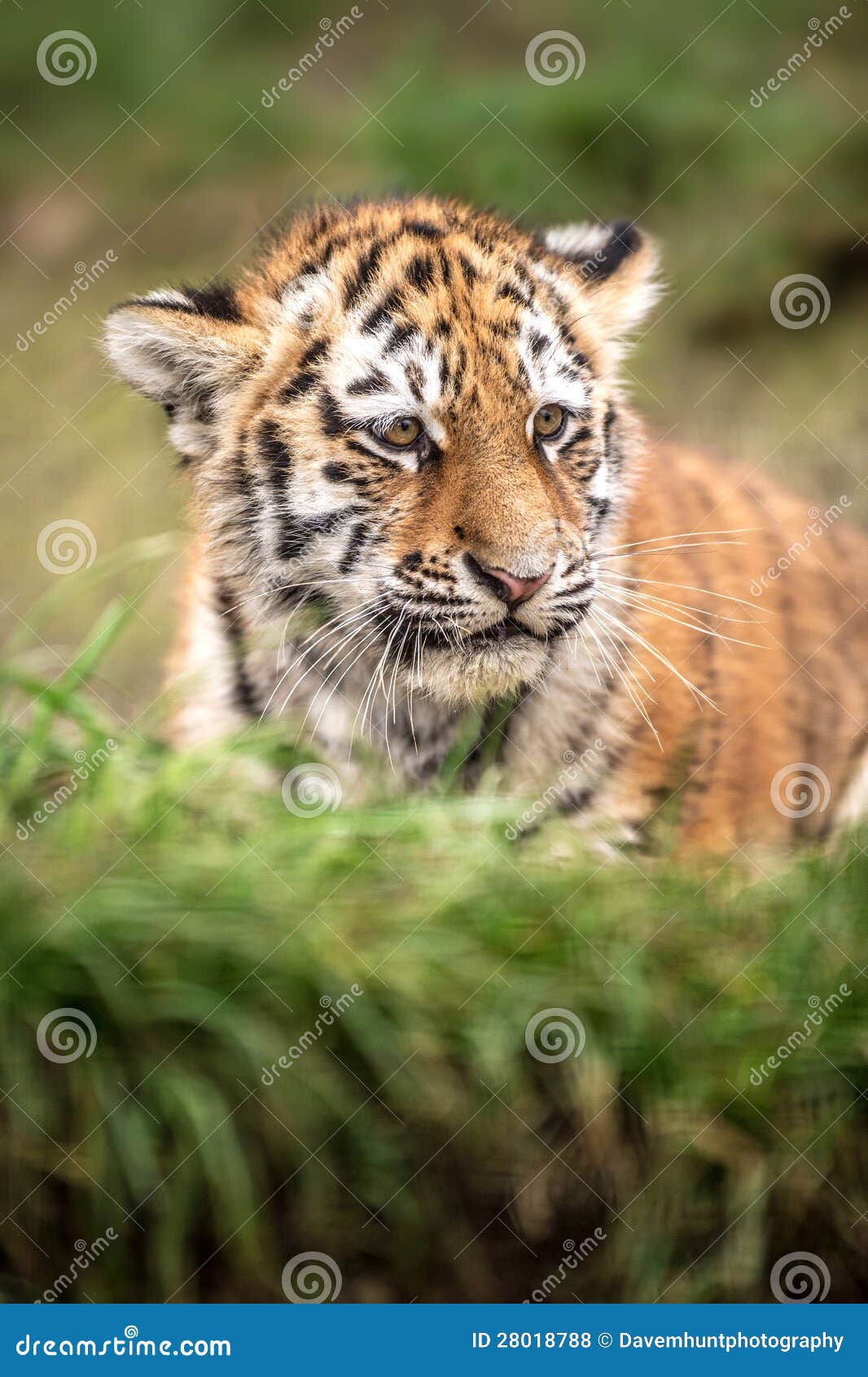Sumatran Tiger Cub stock photo. Image of sunda, wild - 28018788