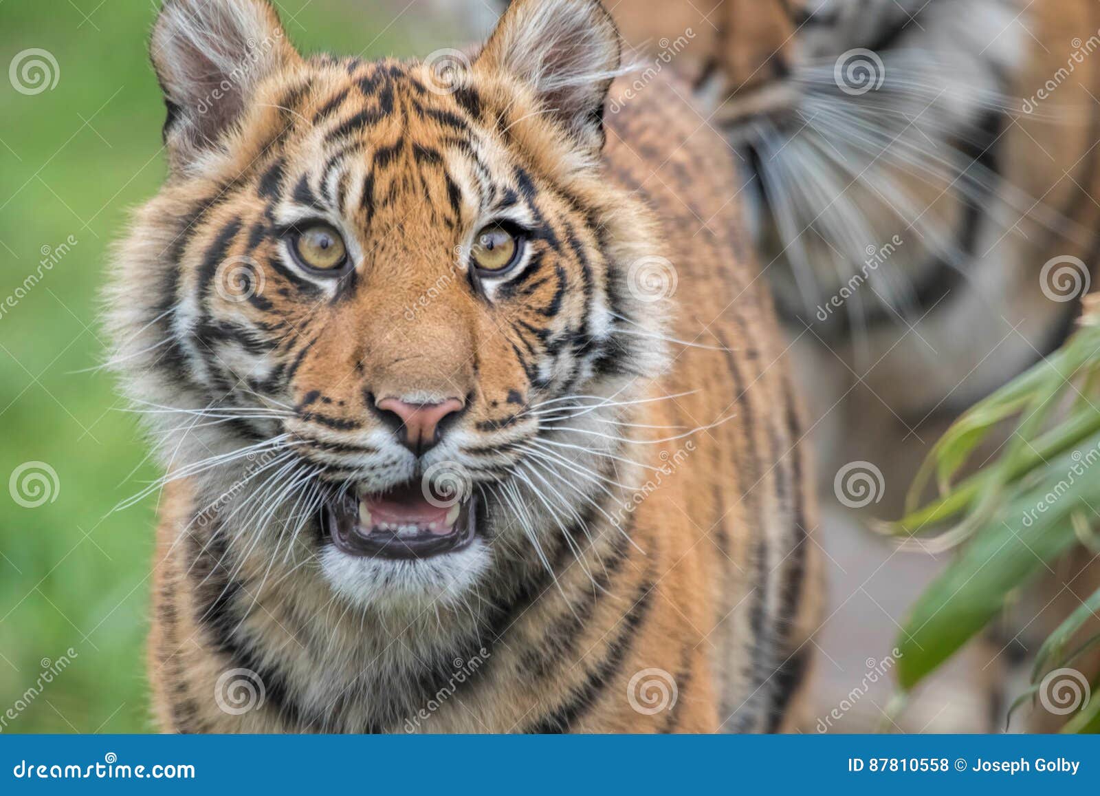 Sumatran Tiger Cub Happy Look Stock Photo - Image of habitat, park ...