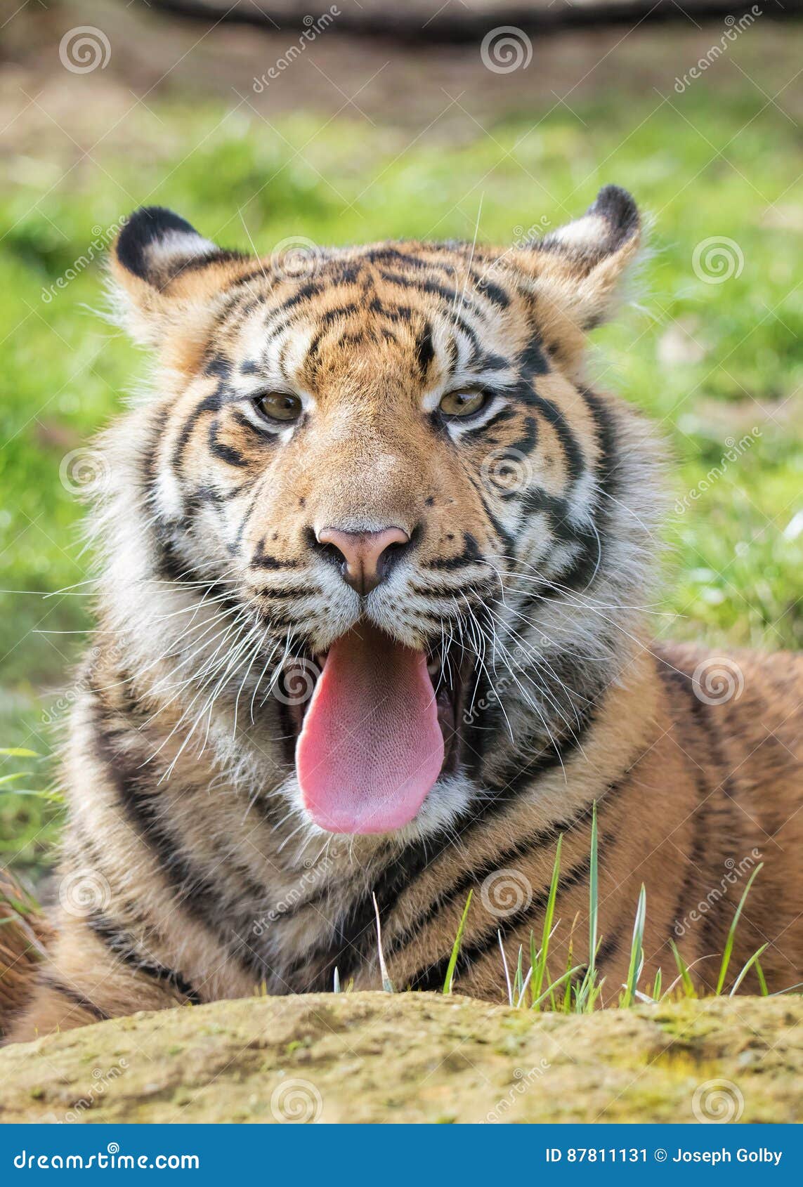 Sumatran Tiger Cub Sticking Tongue Out Image stock - Image du amusement ...