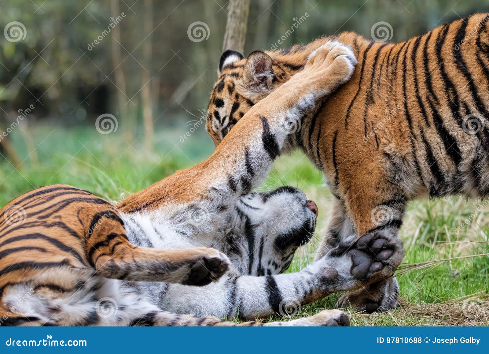 Sumatran Tiger Cubs Playing Together Stock Photo - Image of exotic ...