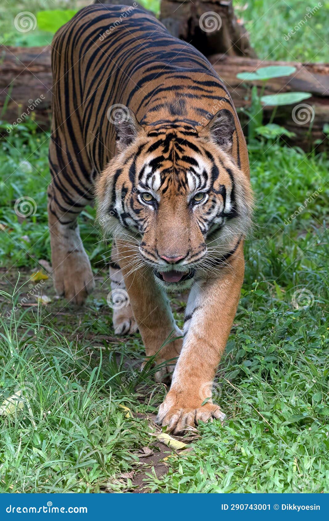 Sumatran tiger stock image. Image of orange, panthera - 290743001