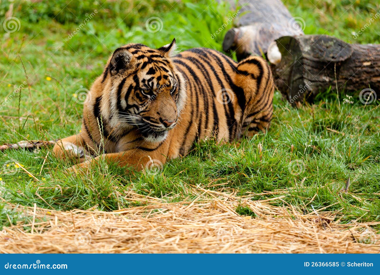 Sumatran Tiger, Der Sich Hinlegt Stockbild - Bild von draussen ...