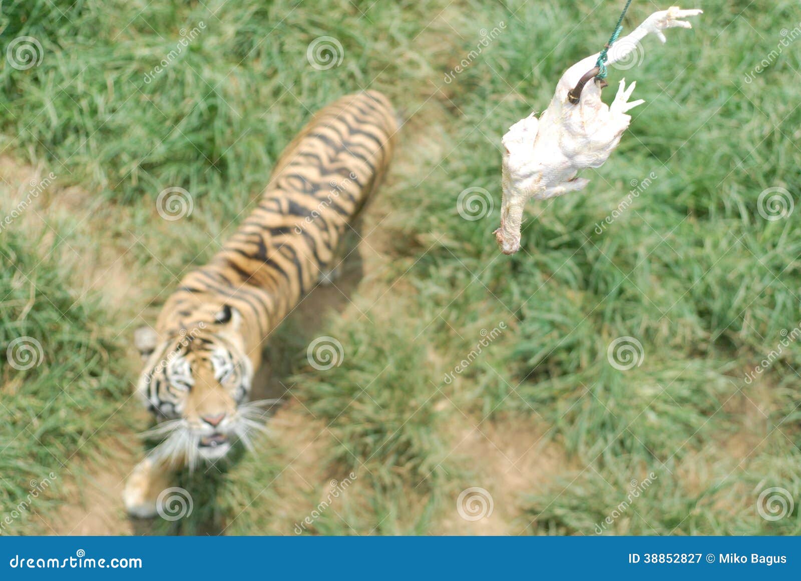 Sumatran Tiger stock image. Image of chicken, animal - 38852827