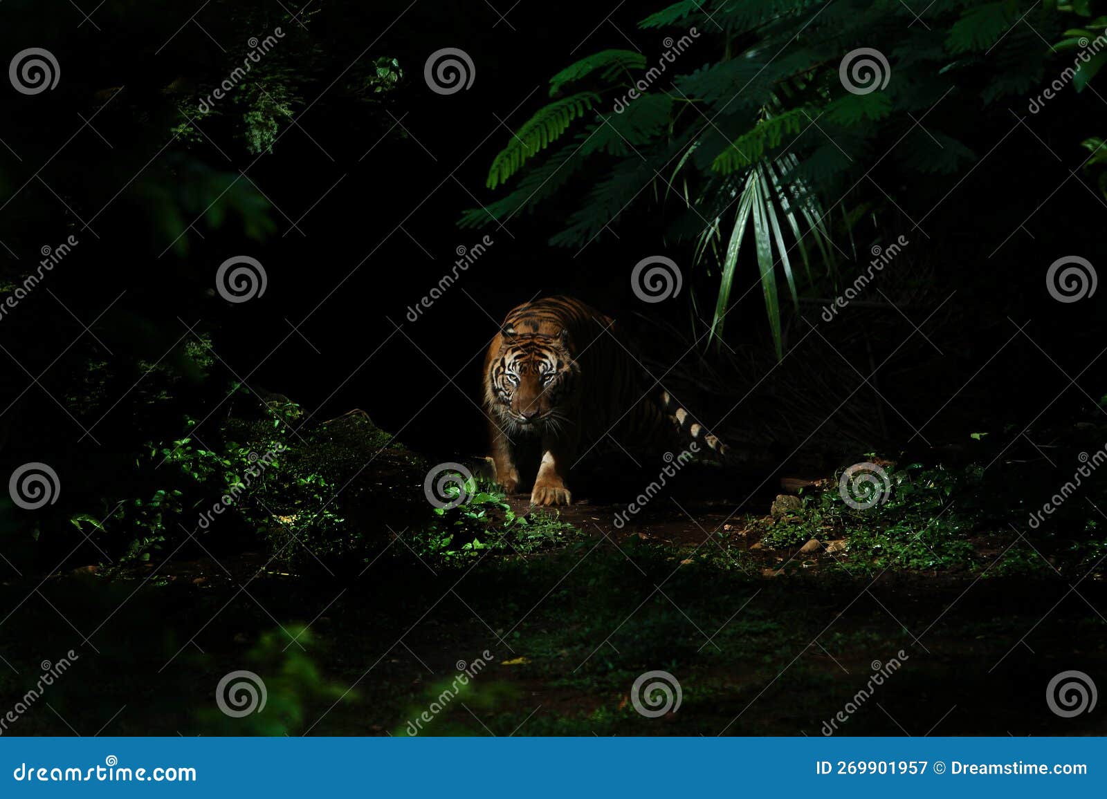 Avoid light stock image. Image of tropical, animal, action - 269901957
