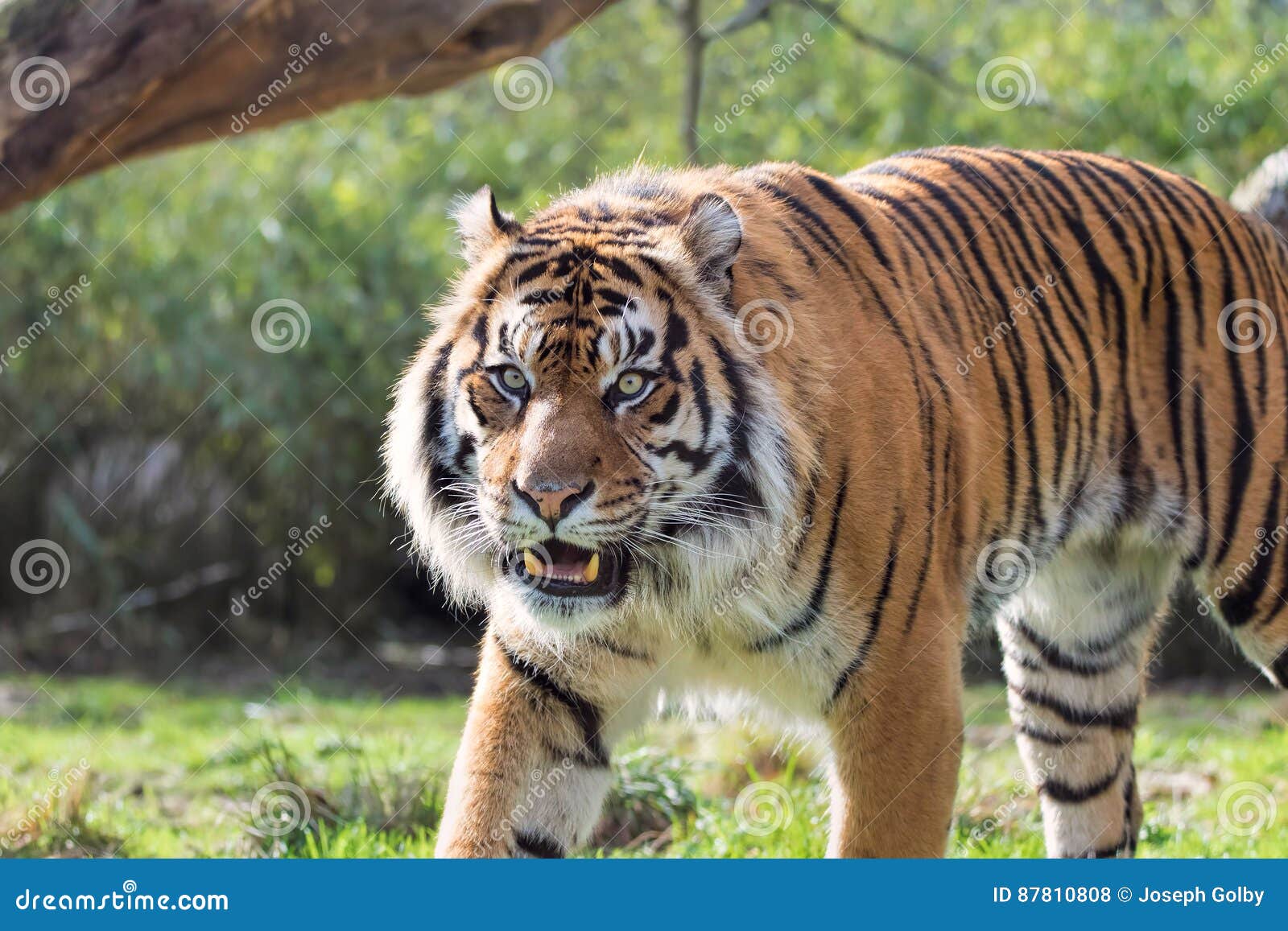 Tiger Hunting In The Bushes Stock Photo | CartoonDealer.com #55377366
