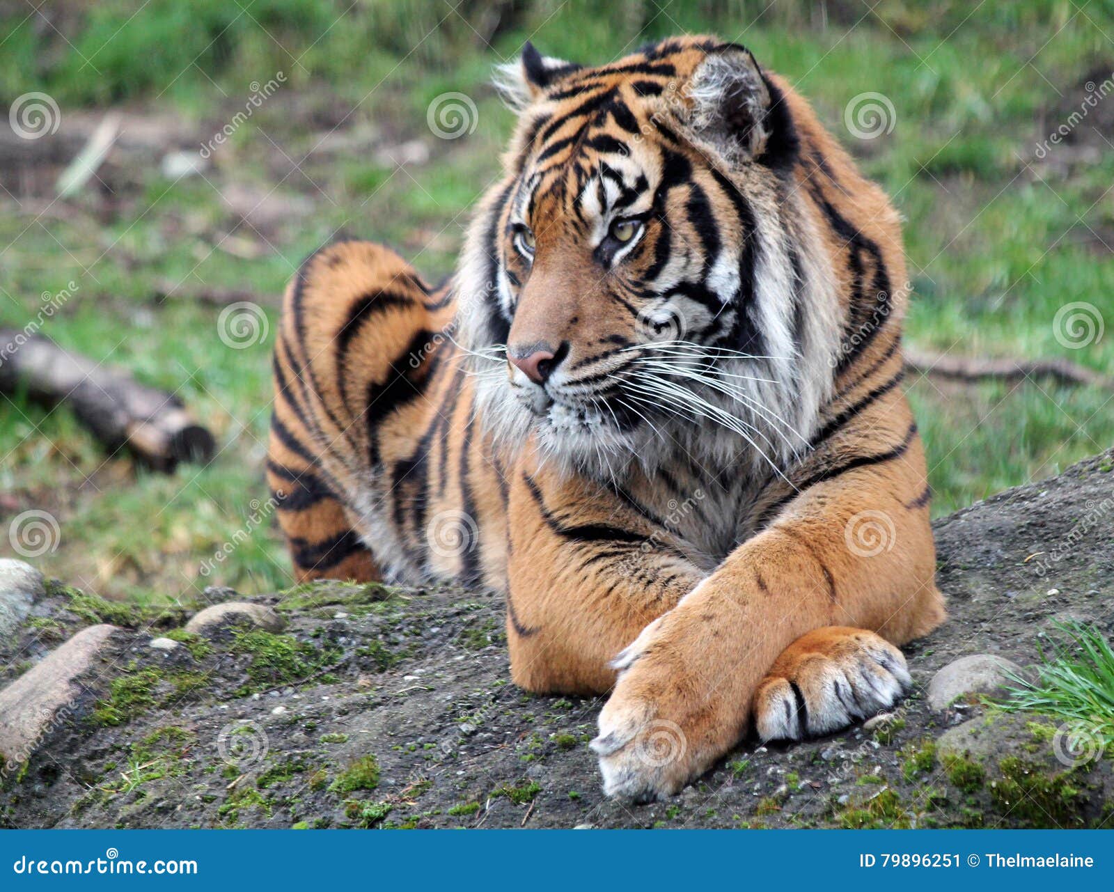 Sumatran Tiger with Legs Crossed Stock Image - Image of stripes, fauna ...