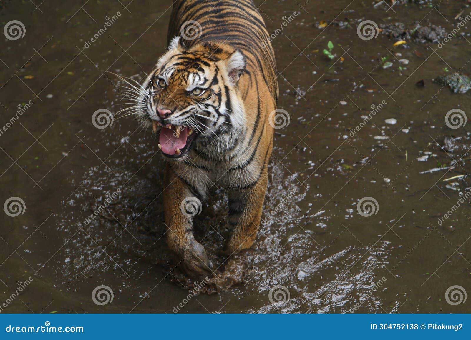 Stared with a roar stock photo. Image of leopard, recreation - 304752138