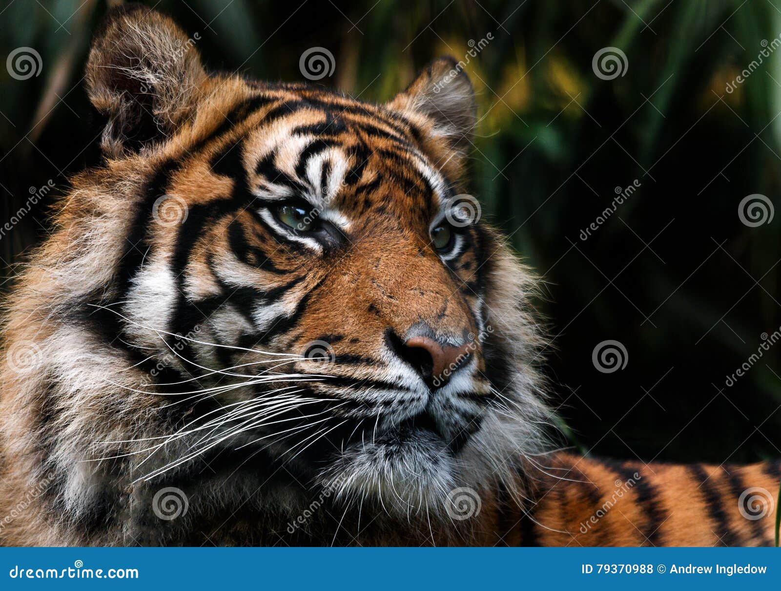 Sumatran tiger stock photo. Image of looking, tiger, sumatra - 79370988