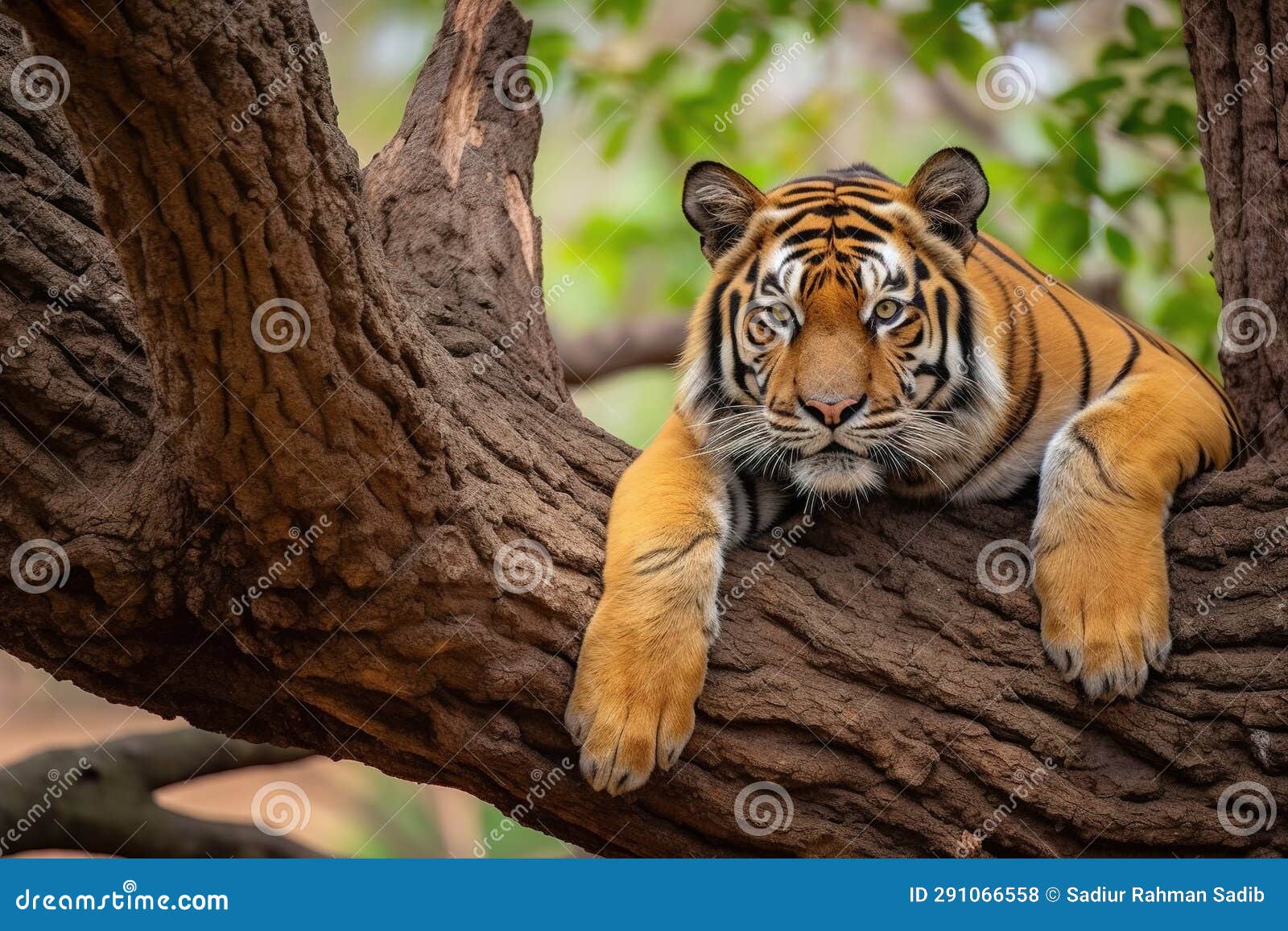 Sumatran Tiger Lying on the Tree. Stock Illustration - Illustration of ...