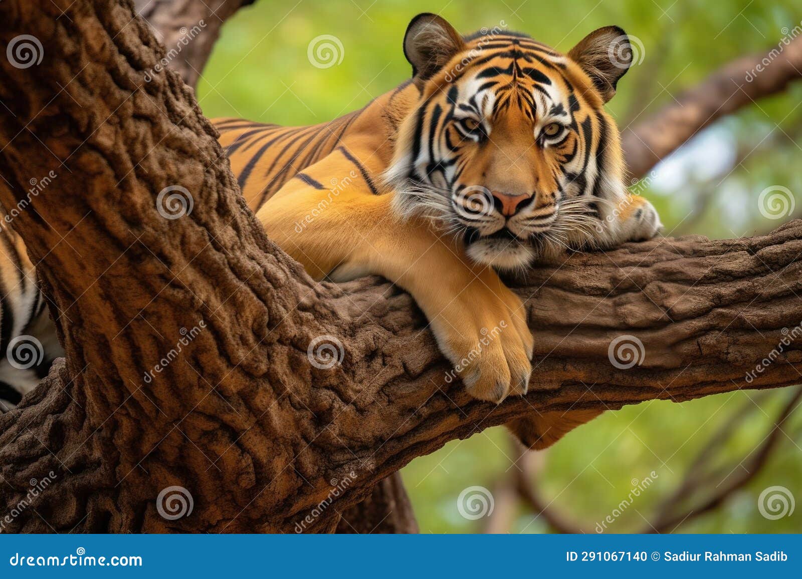 Tiger Lying, Hand Drawn Isolated On White Cartoon Vector ...