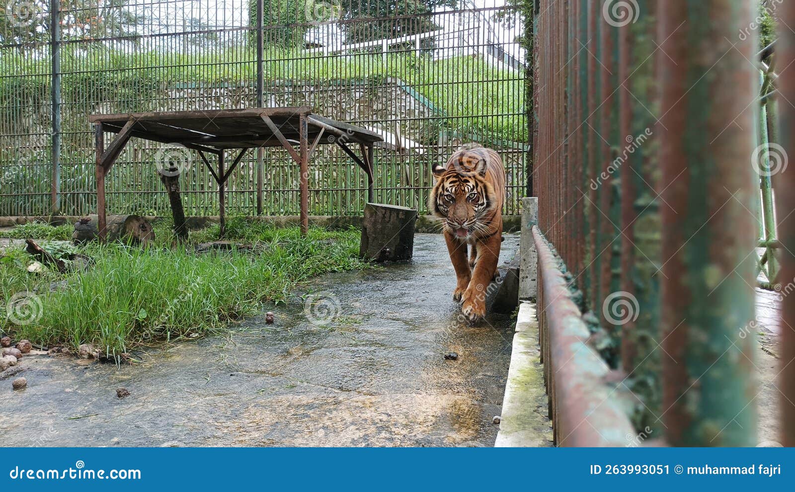 Sumatran Tiger in the Morning at the Zoo Stock Image - Image of animal ...