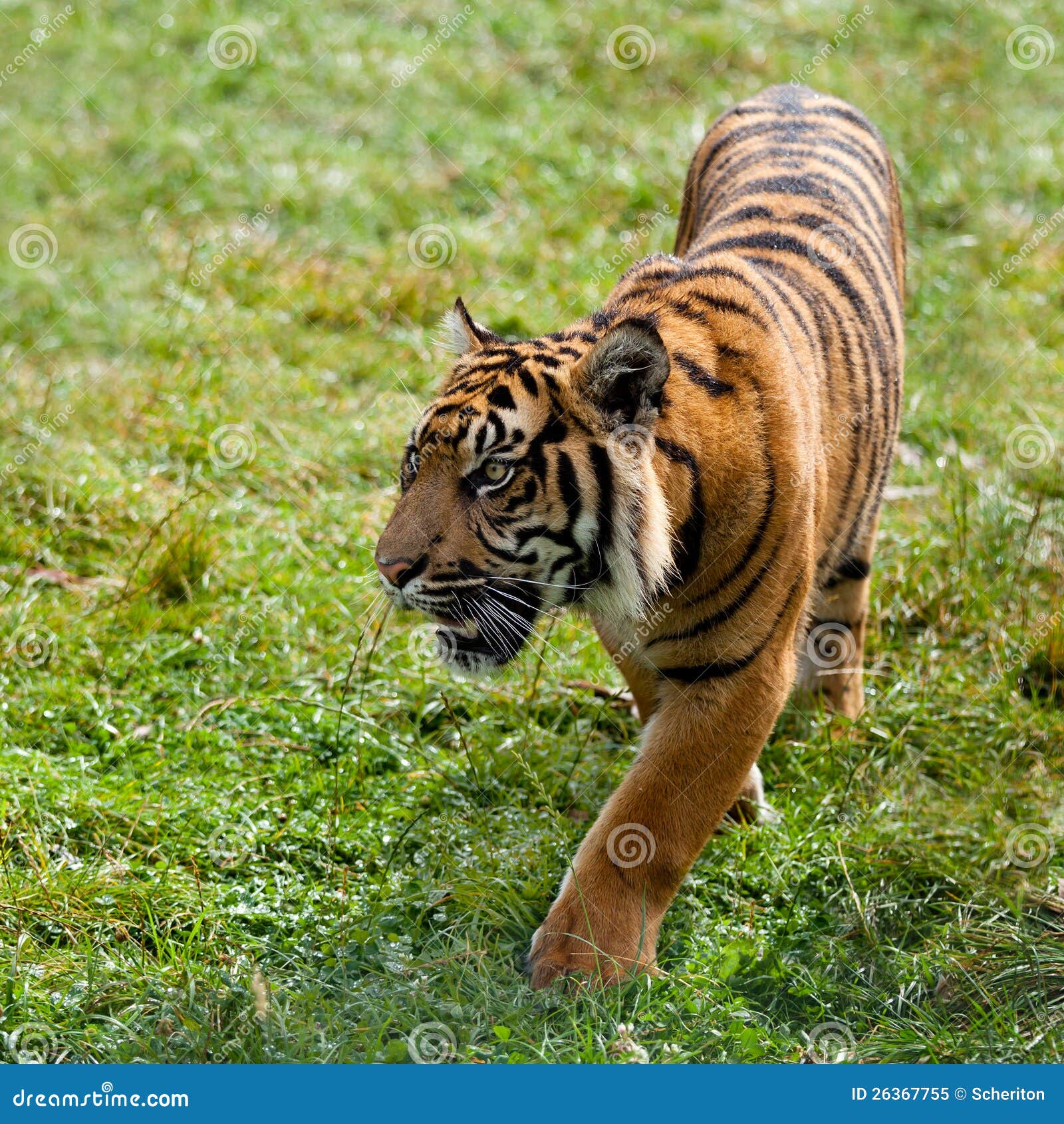 Sumatran Tiger Pacing through Grass Stock Image - Image of powerful ...