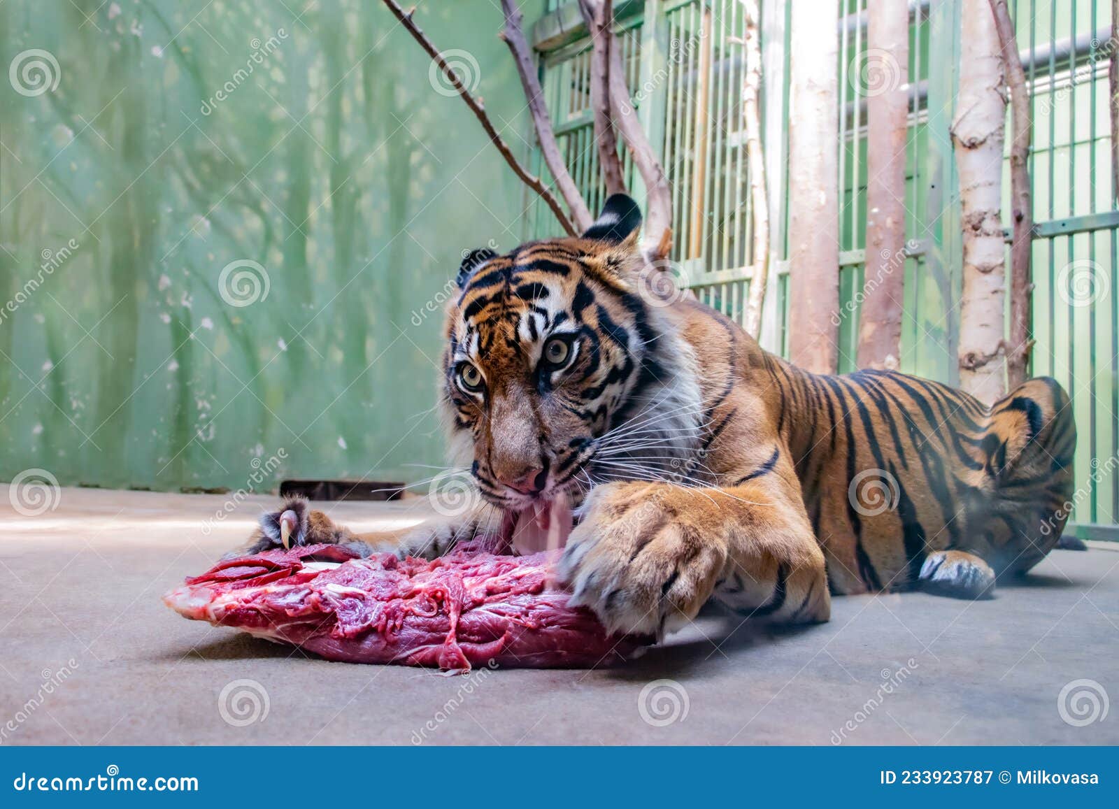The Sumatran Tiger Panthera Tigris Sumatrae Eats Meat in Captivity ...