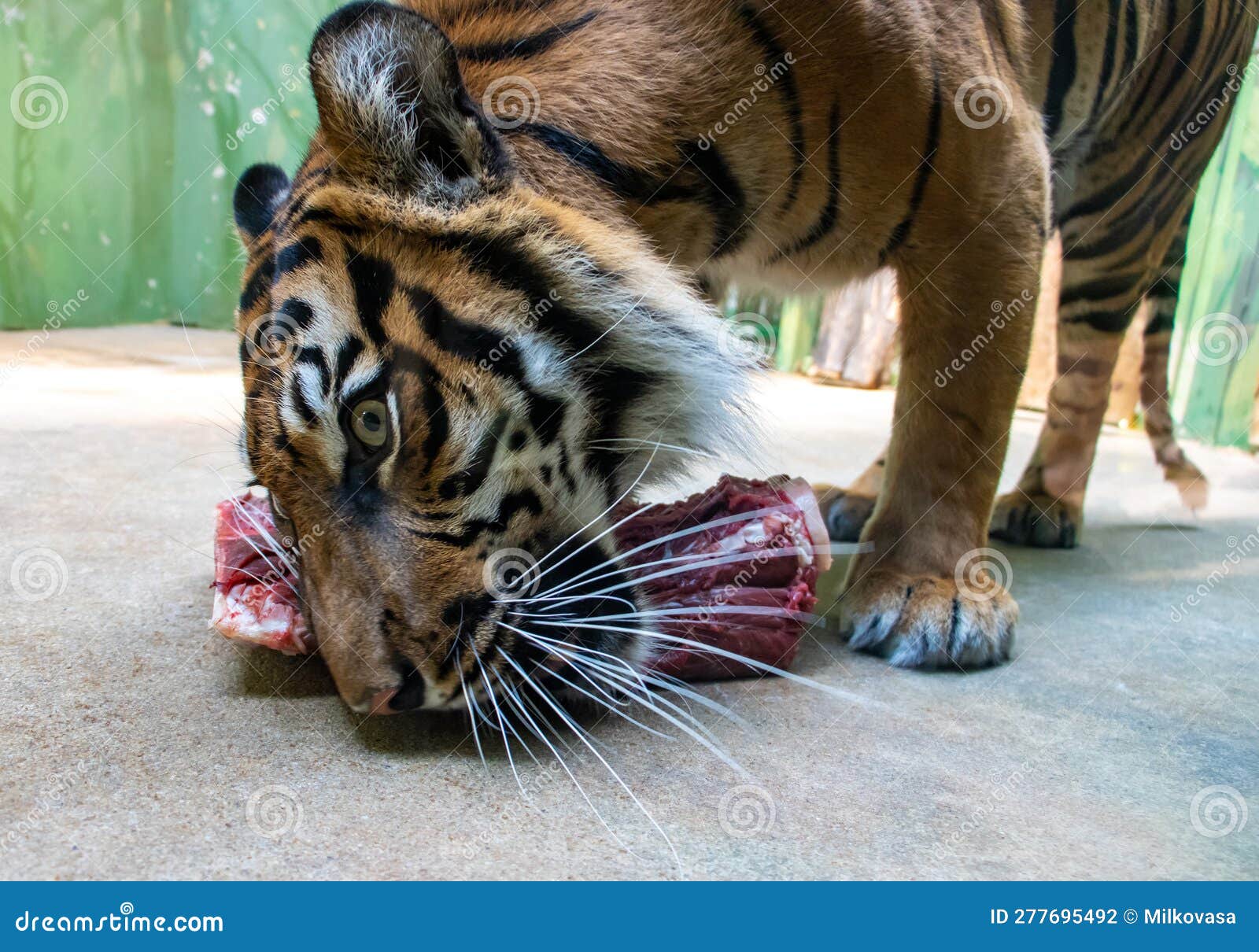 The Sumatran Tiger (Panthera Tigris Sumatrae) Eats Meat in Captivity ...