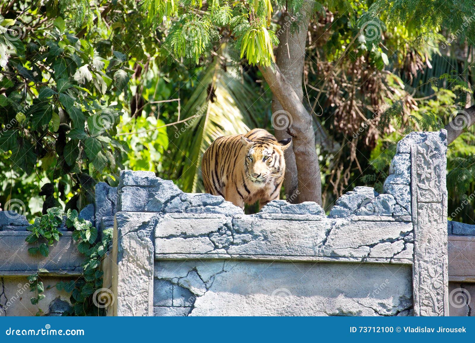 Sumatran Tiger, Panthera Tigris Sumatrae, is Endangered Stock Photo ...
