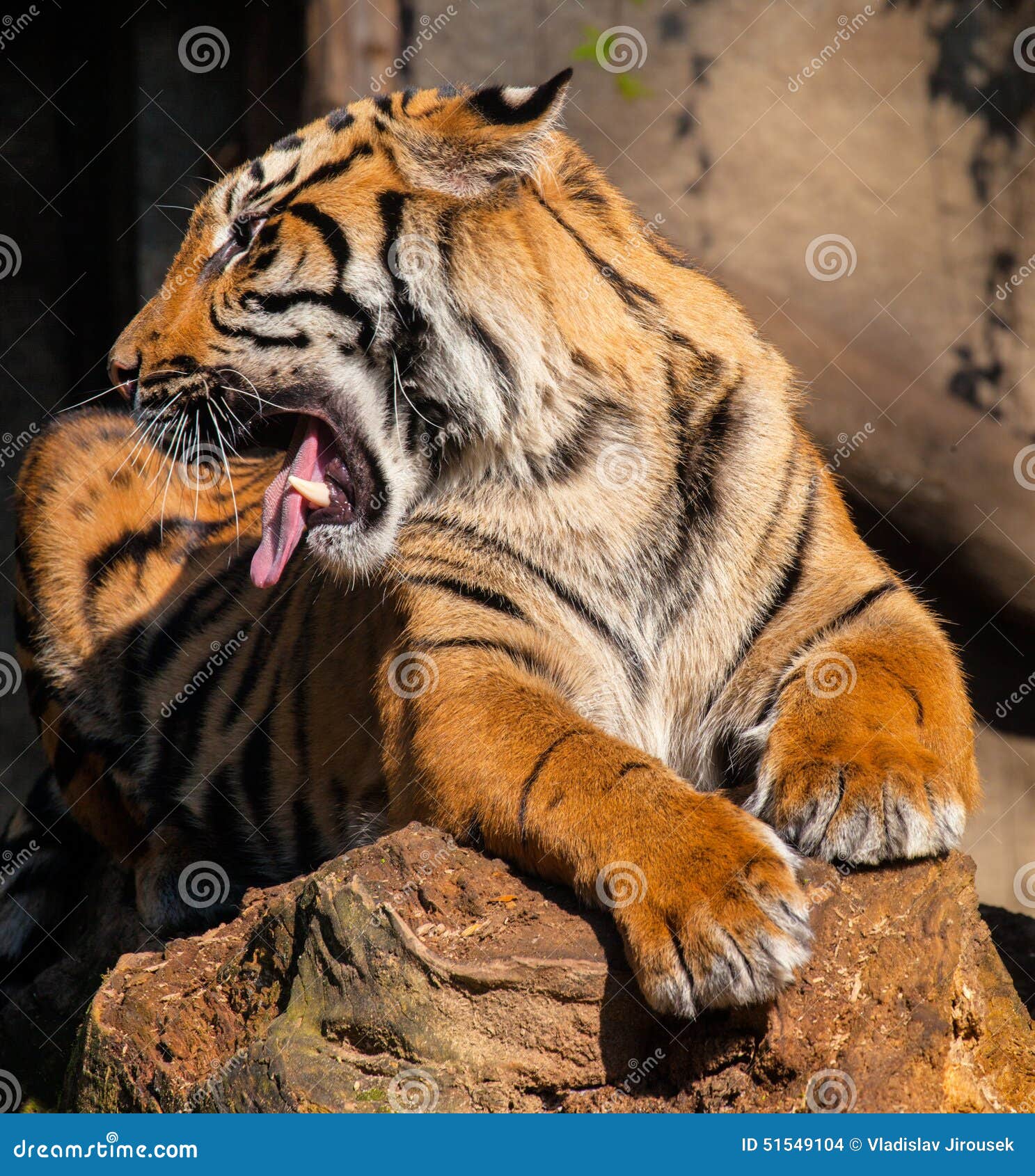 Sumatran Tiger, Panthera Tigris Sumatrae, Stock Photo - Image of forest ...
