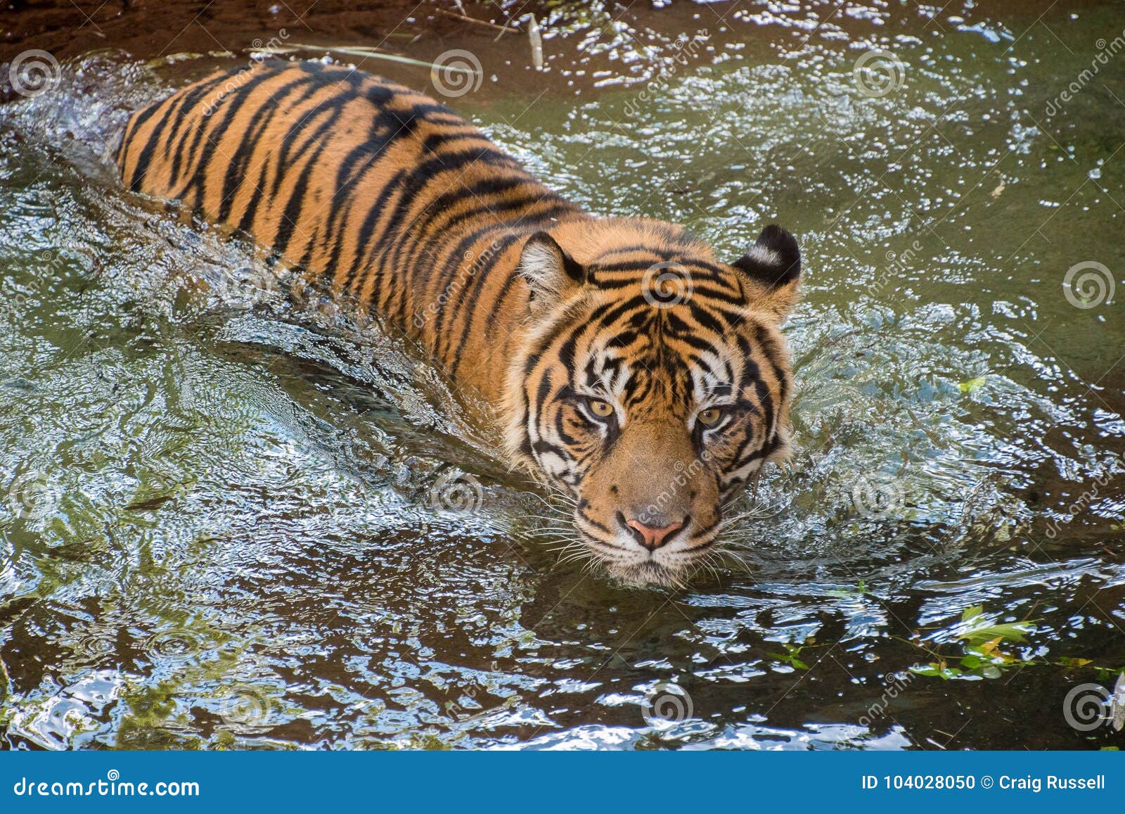 Tiger playing water stock photo. Image of wildlife, carnivore - 104028050