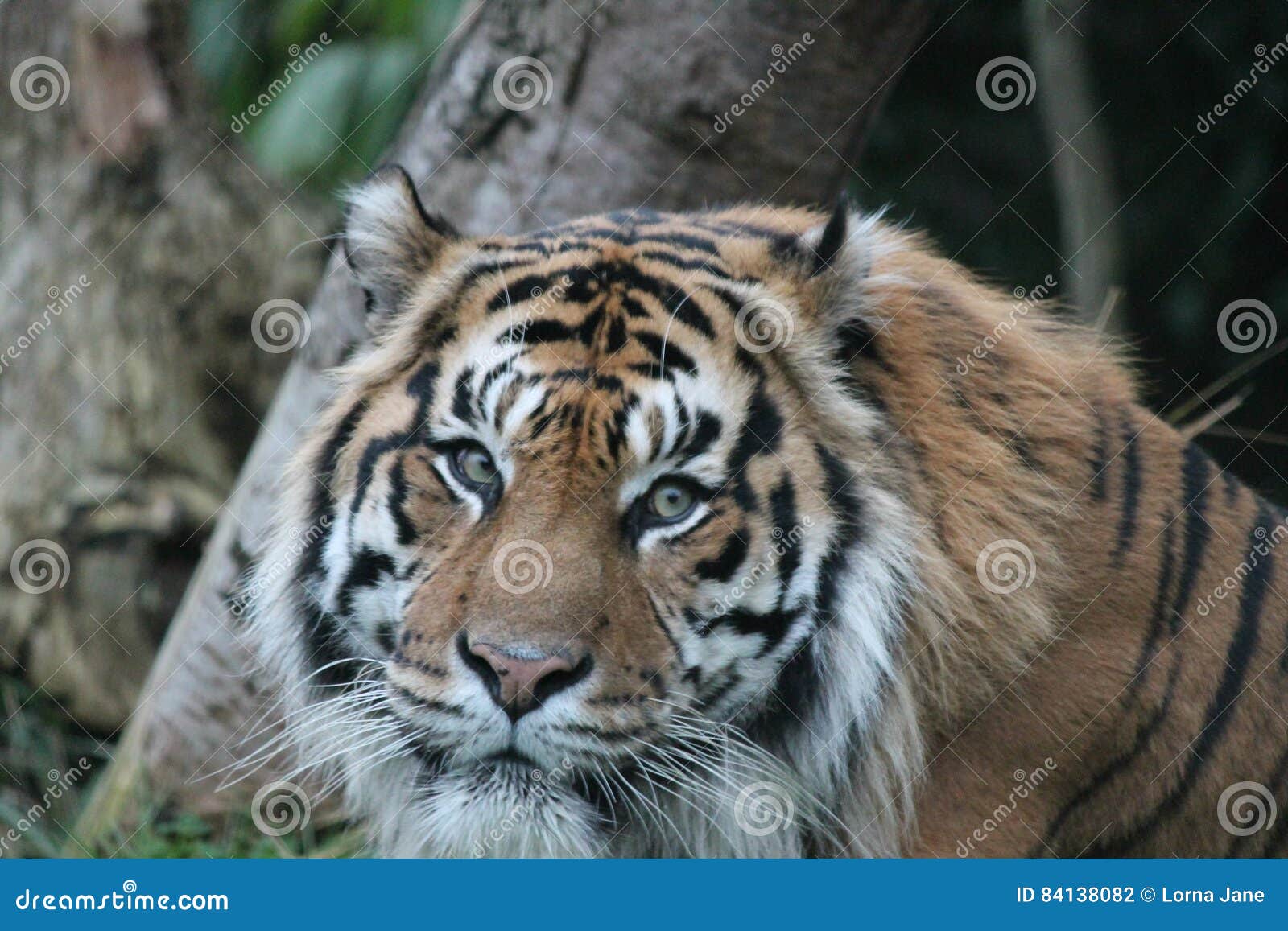 Sumatran Tiger Rare and Endagered Stock Photo - Image of sumatra, asia ...
