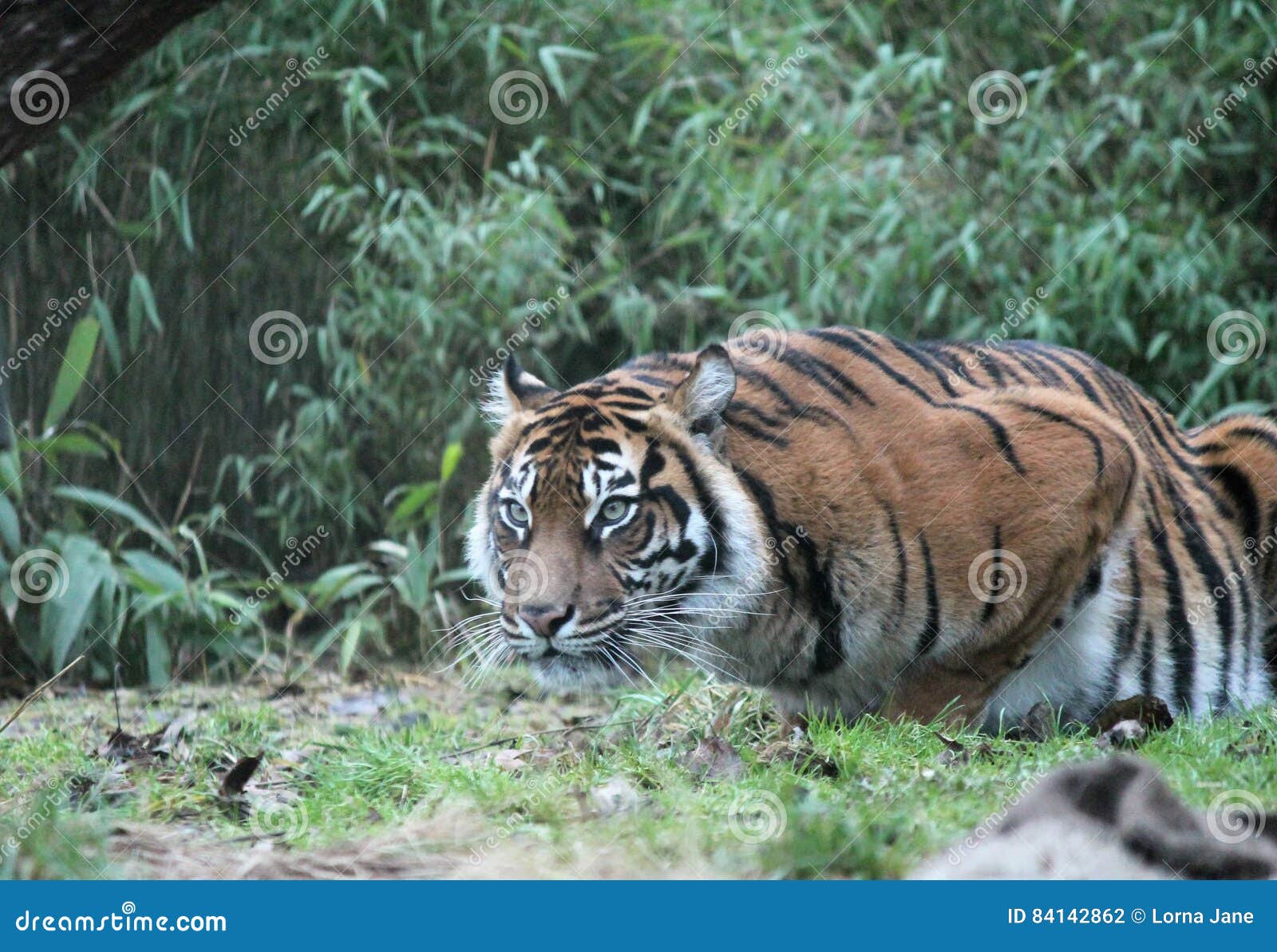 Sumatran Tiger Rare and Endagered Stock Photo - Image of face, nature ...