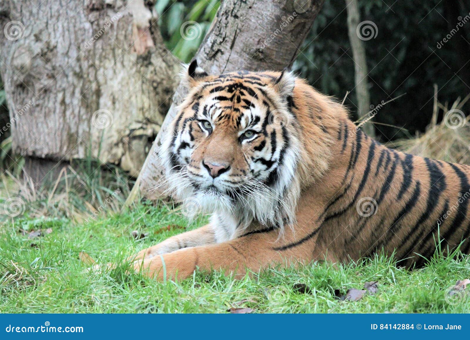 Sumatran Tiger Rare and Endagered Stock Photo - Image of jungle, nature ...