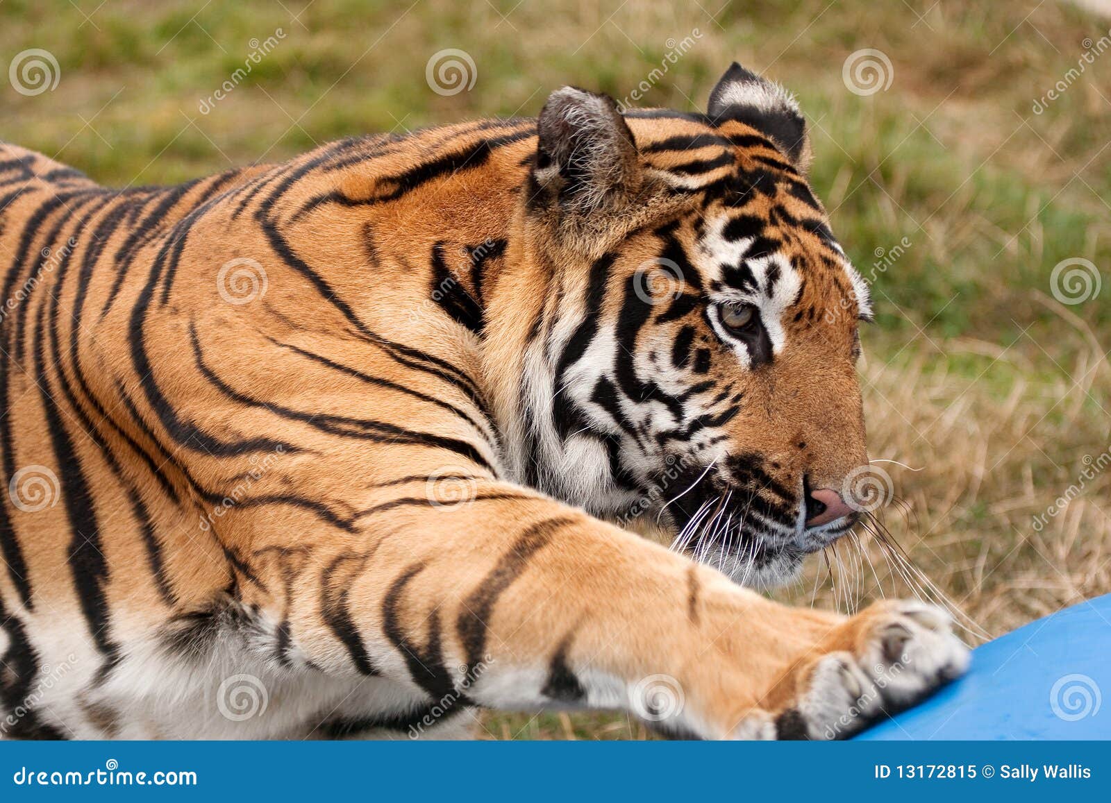 Sumatran Tiger Reaching for a Toy Stock Image - Image of sumatran ...