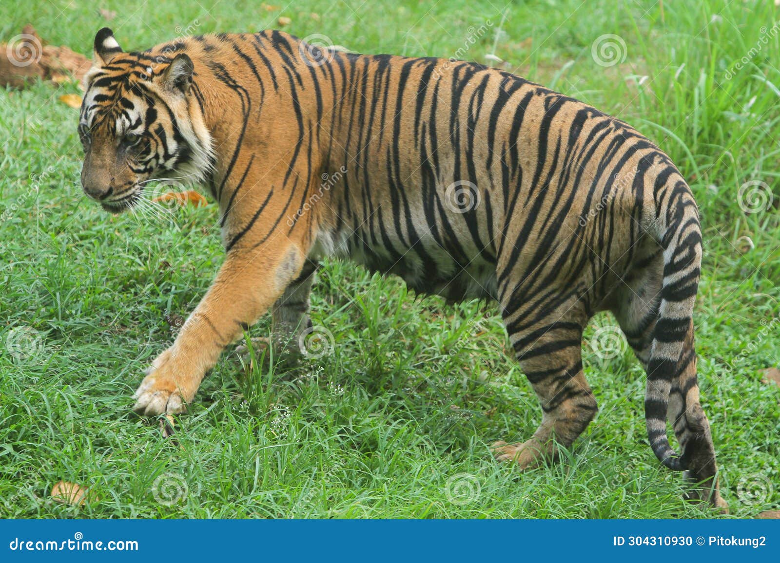 A Sumatran Tiger Roaming the Fields Stock Photo - Image of mammals ...