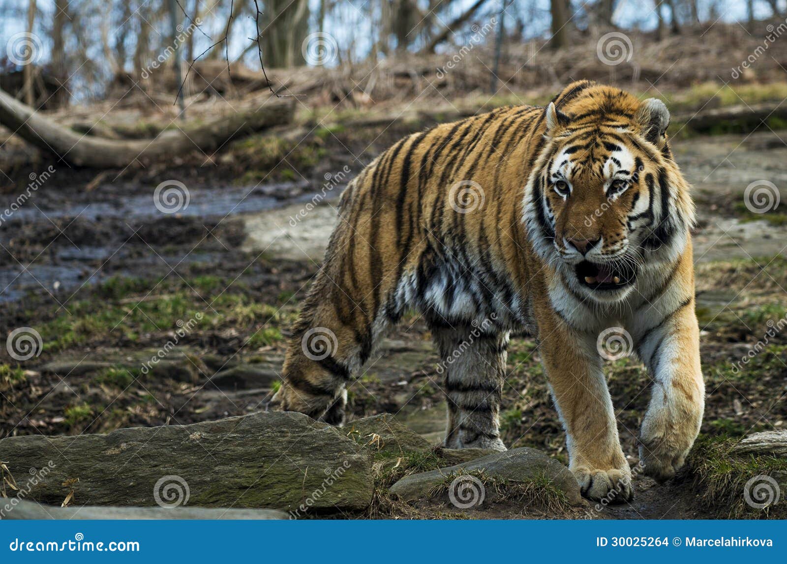 Tiger stock photo. Image of paws, growl, nature, dangerous - 30025264
