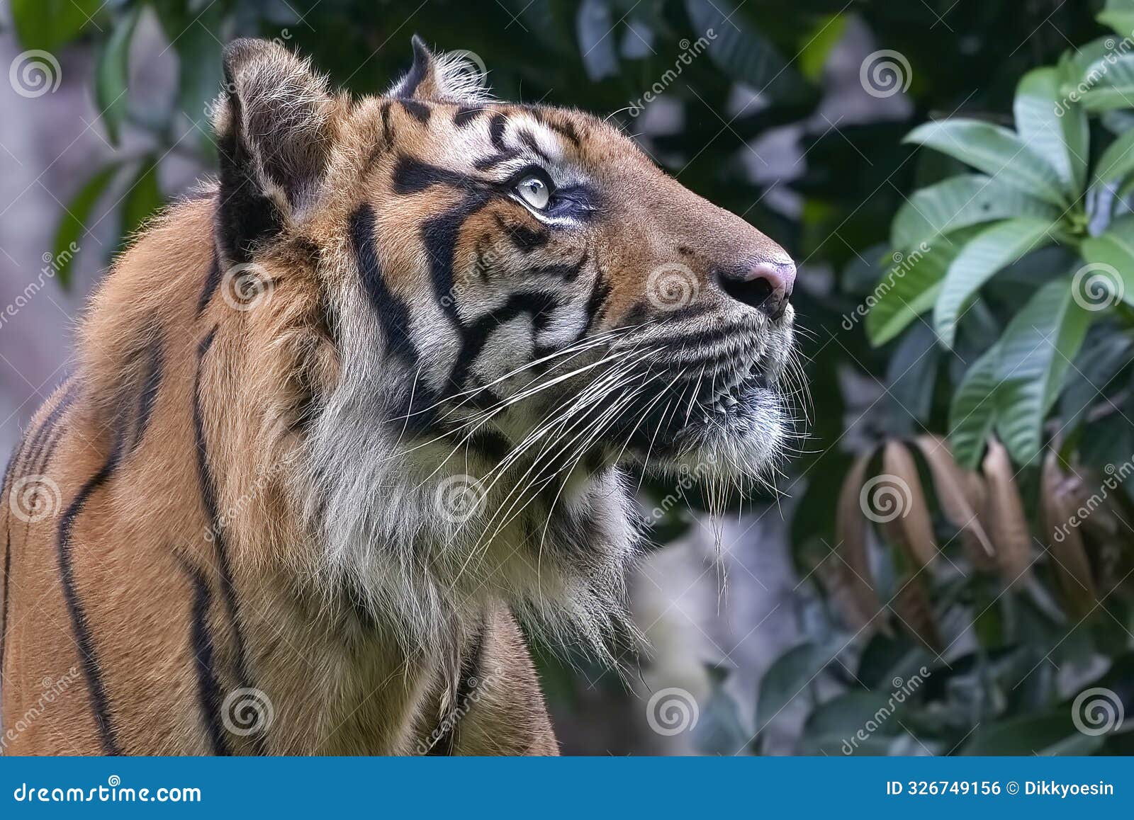 Sumatran Tiger with Sharp Looking Eyes Stock Photo - Image of china ...