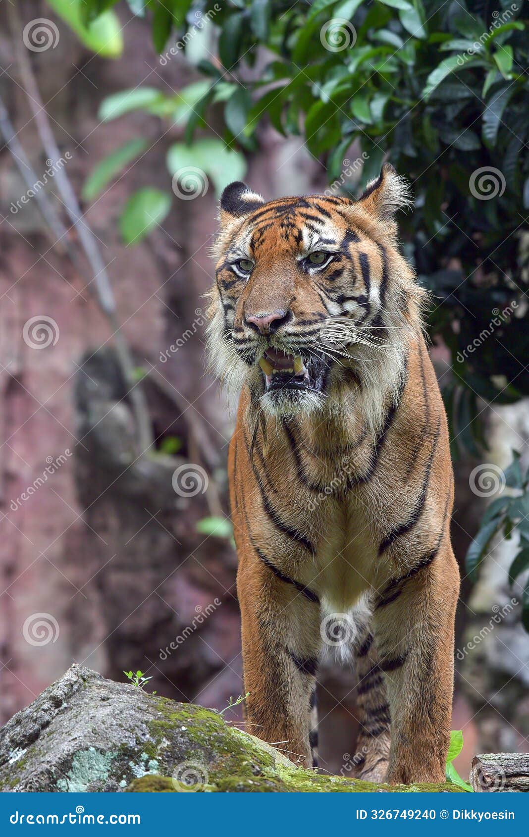 Sumatran Tiger with Sharp Looking Eyes Stock Photo - Image of open ...