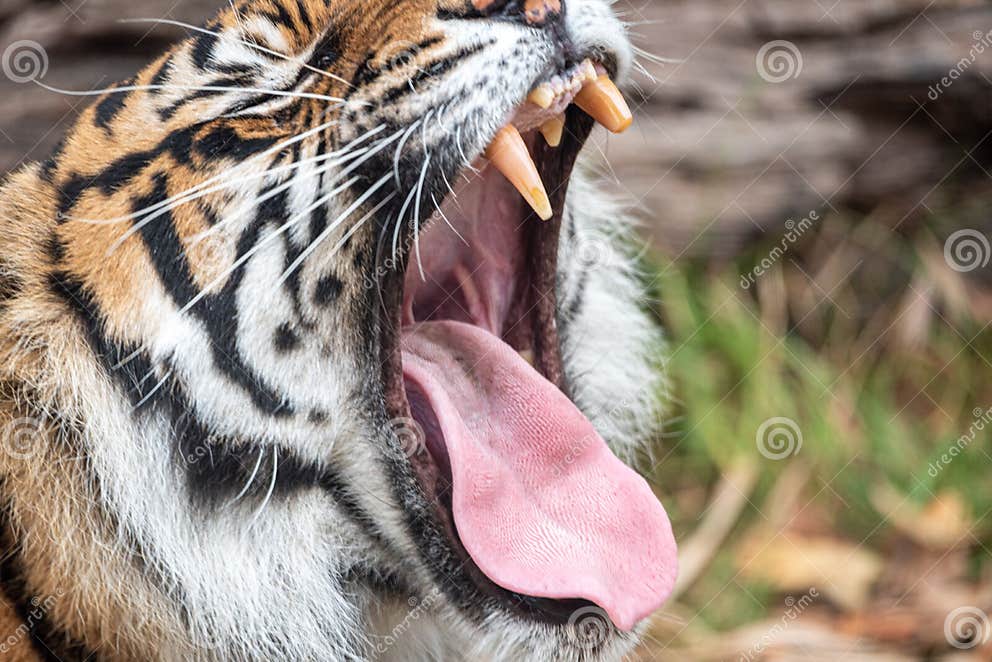 Sumatran Tiger Showing Its Massive Teeth Stock Image - Image of ...