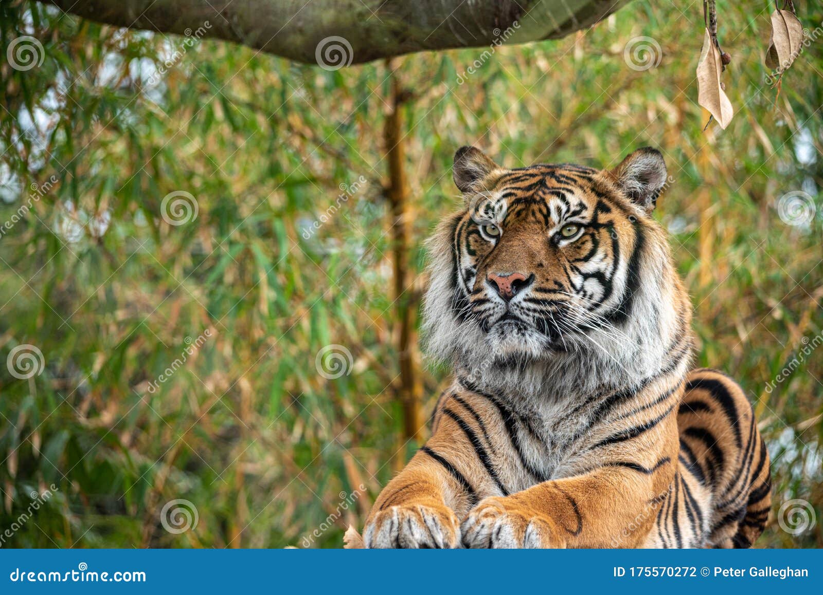 Sumatran Tiger Sitting Upright in the Zoo Stock Photo - Image of black ...