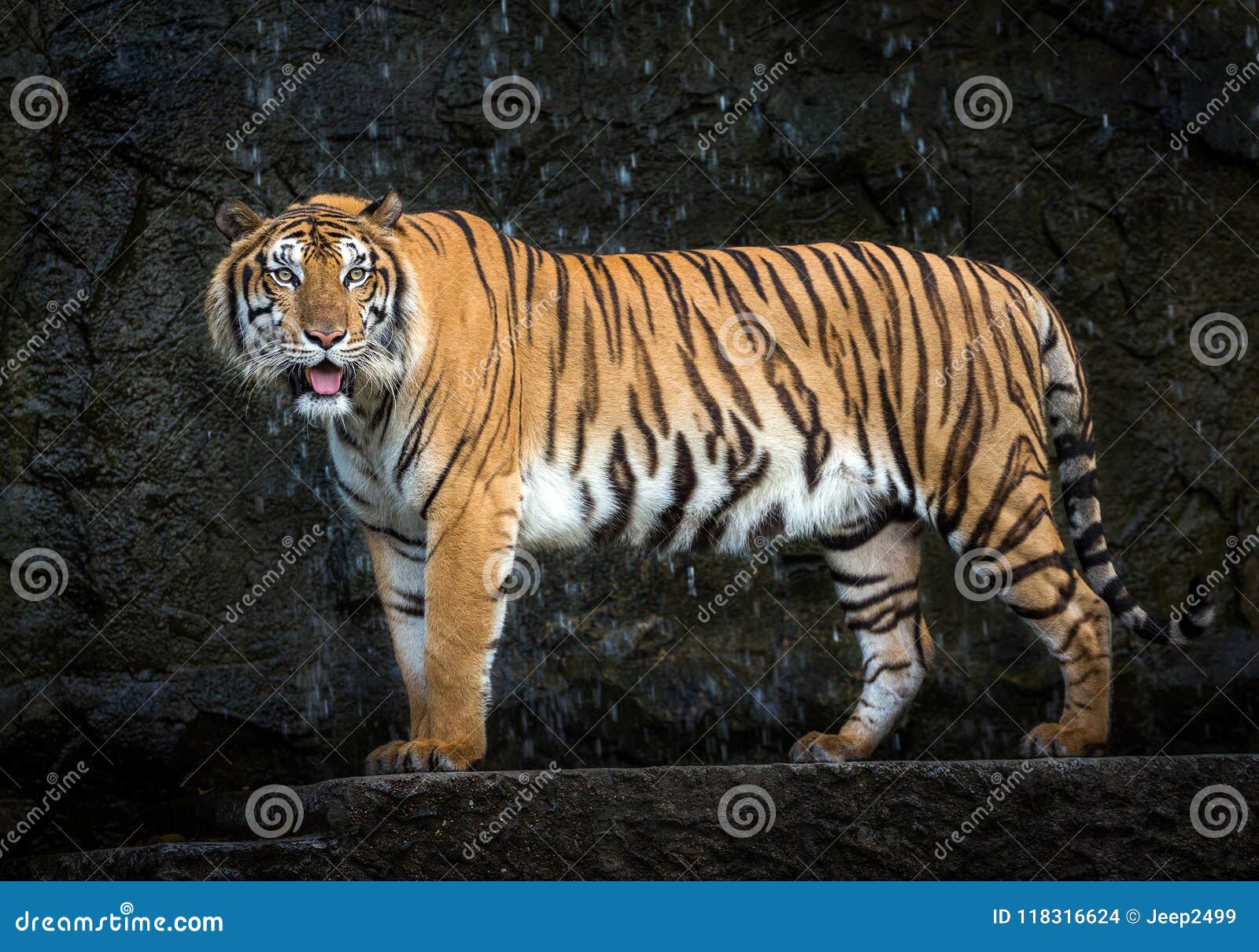 Sumatran Tiger Standing Amidst Nature. Stock Photo - Image of hunter ...