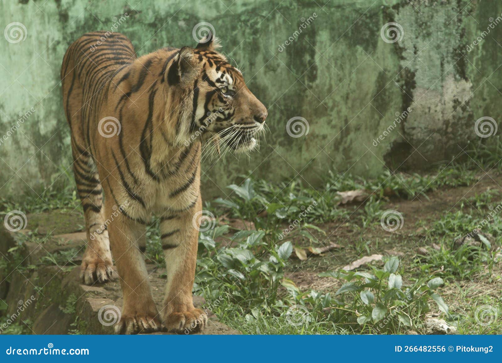 A Sumatran Tiger Standing Looking Sideways Stock Photo - Image of ...