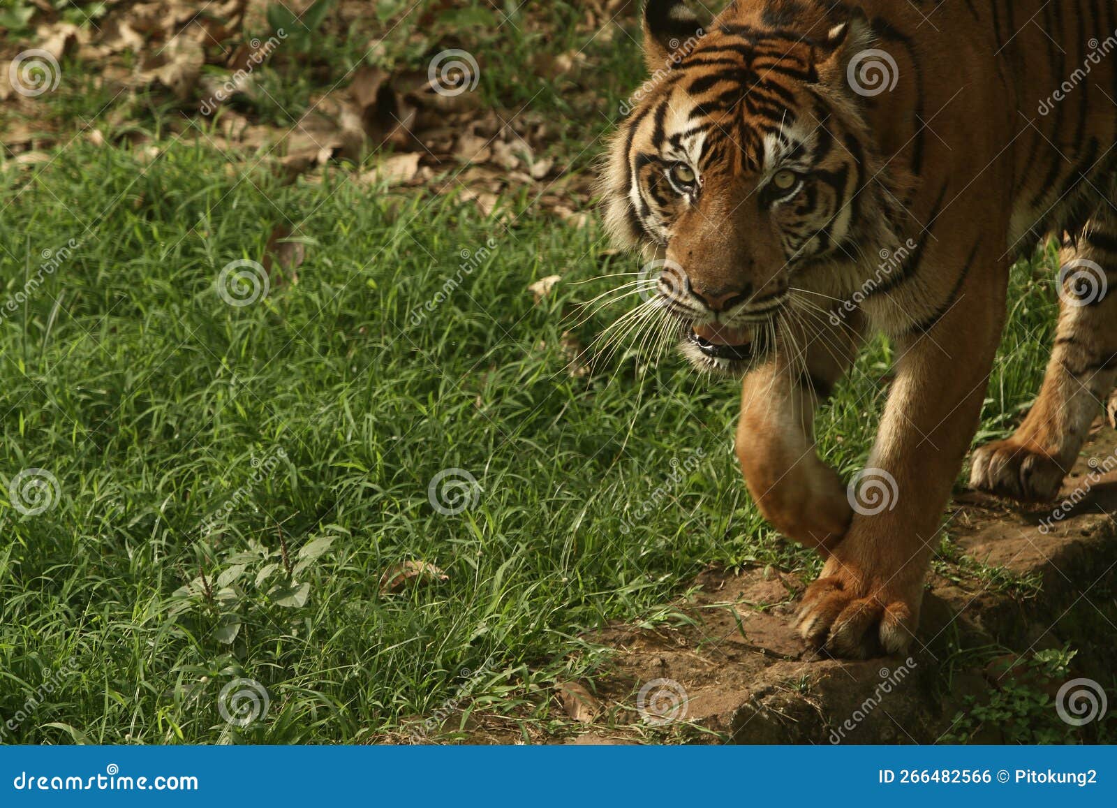 A Sumatran Tiger Walking on the Rock Stock Photo - Image of plant ...