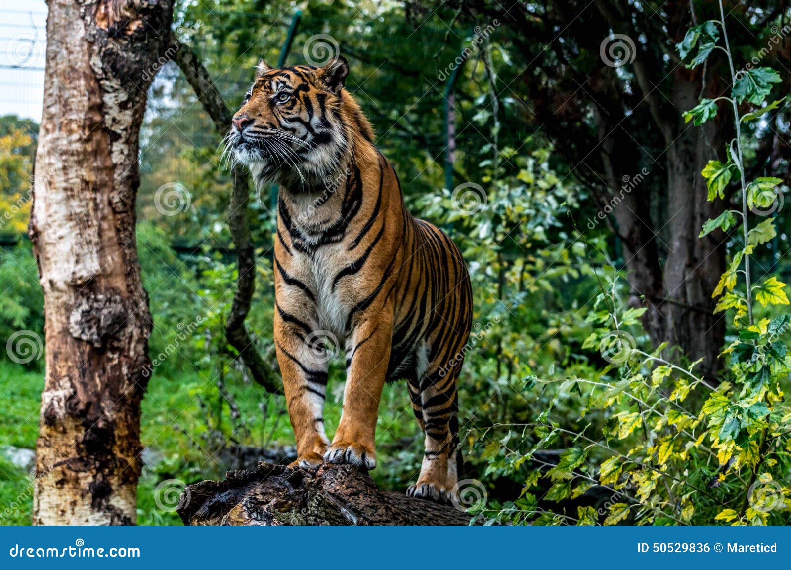 Sumatran Tiger Stock Image | CartoonDealer.com #45187