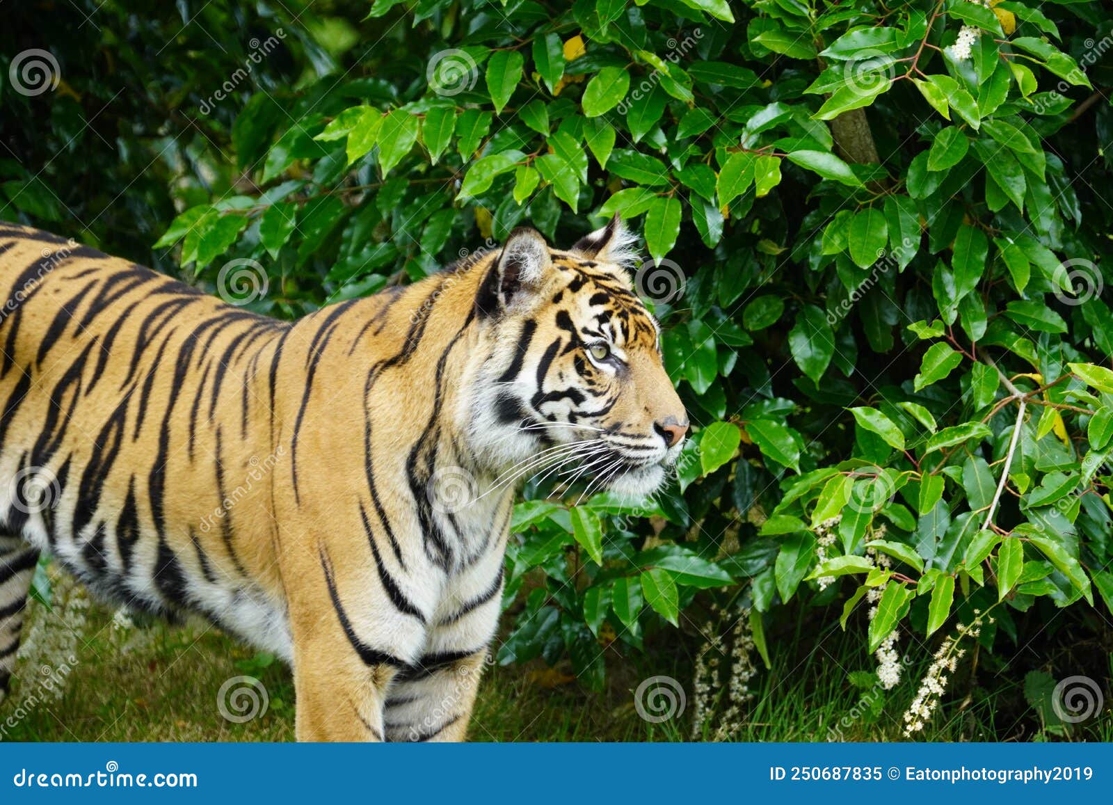 Sumatran tiger in the sun stock image. Image of pantherinae - 250687835