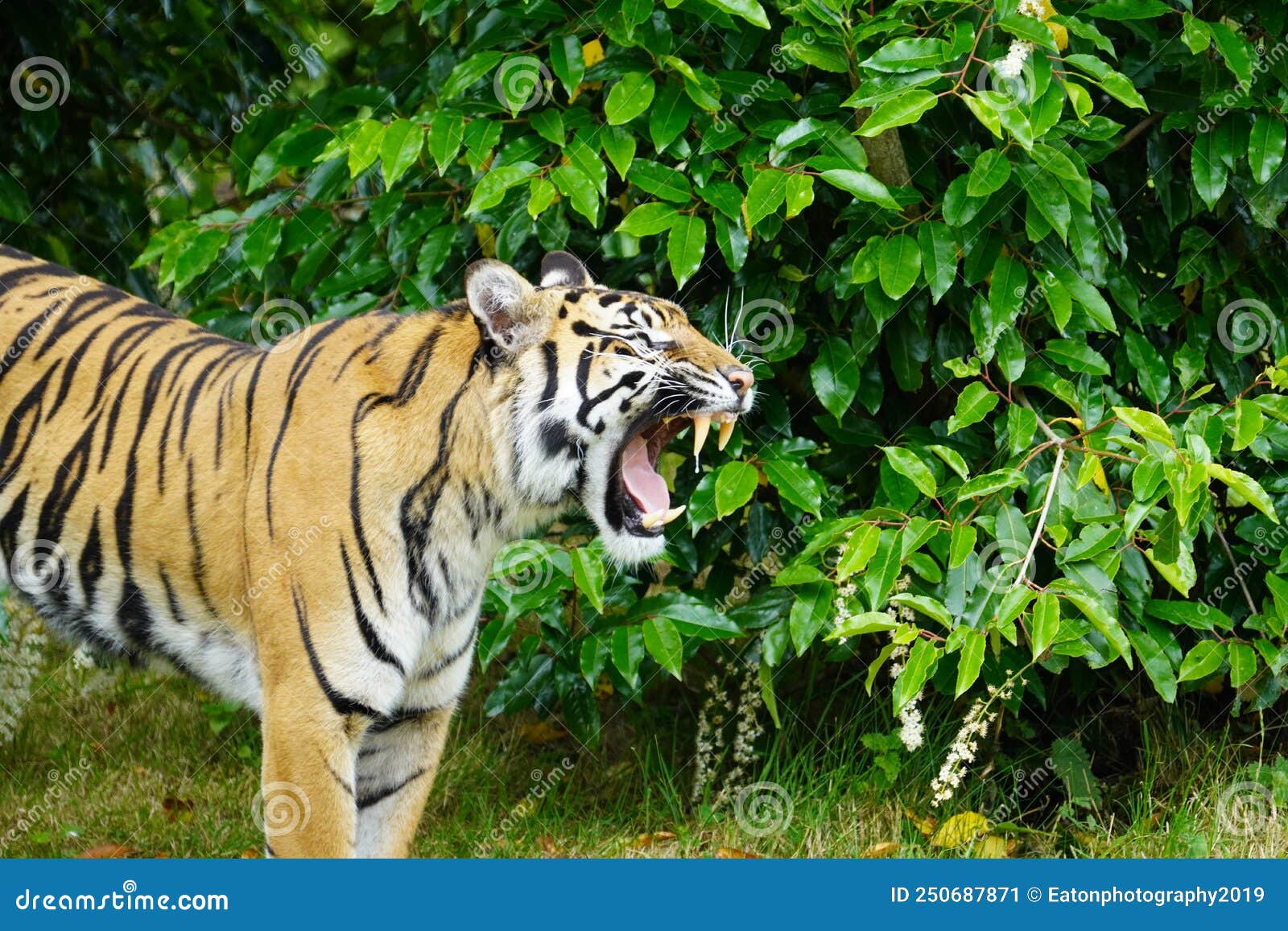 Sumatran tiger in the sun stock image. Image of tiger - 250687871