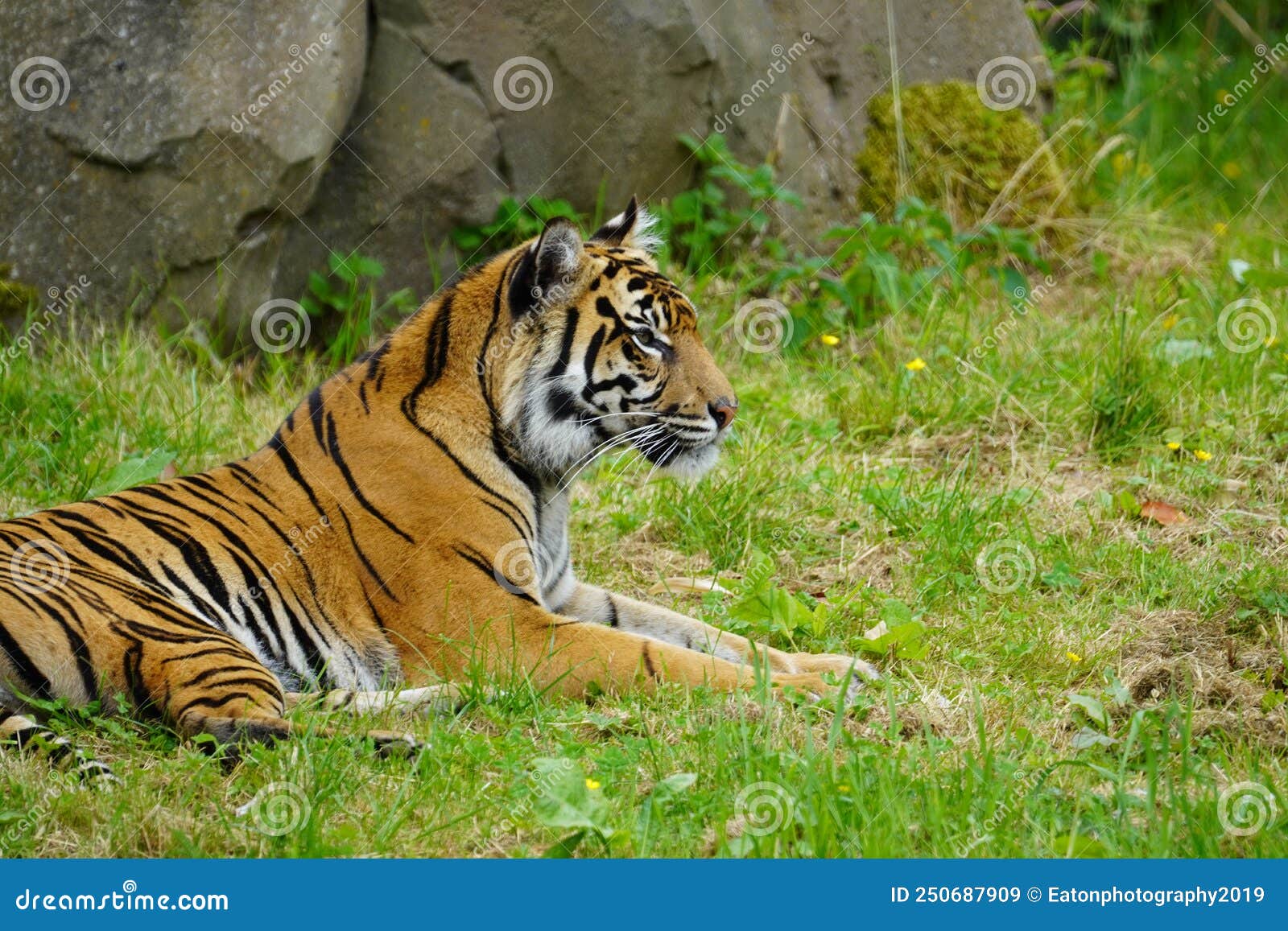 Sumatran tiger in the sun stock image. Image of sumatran - 250687909