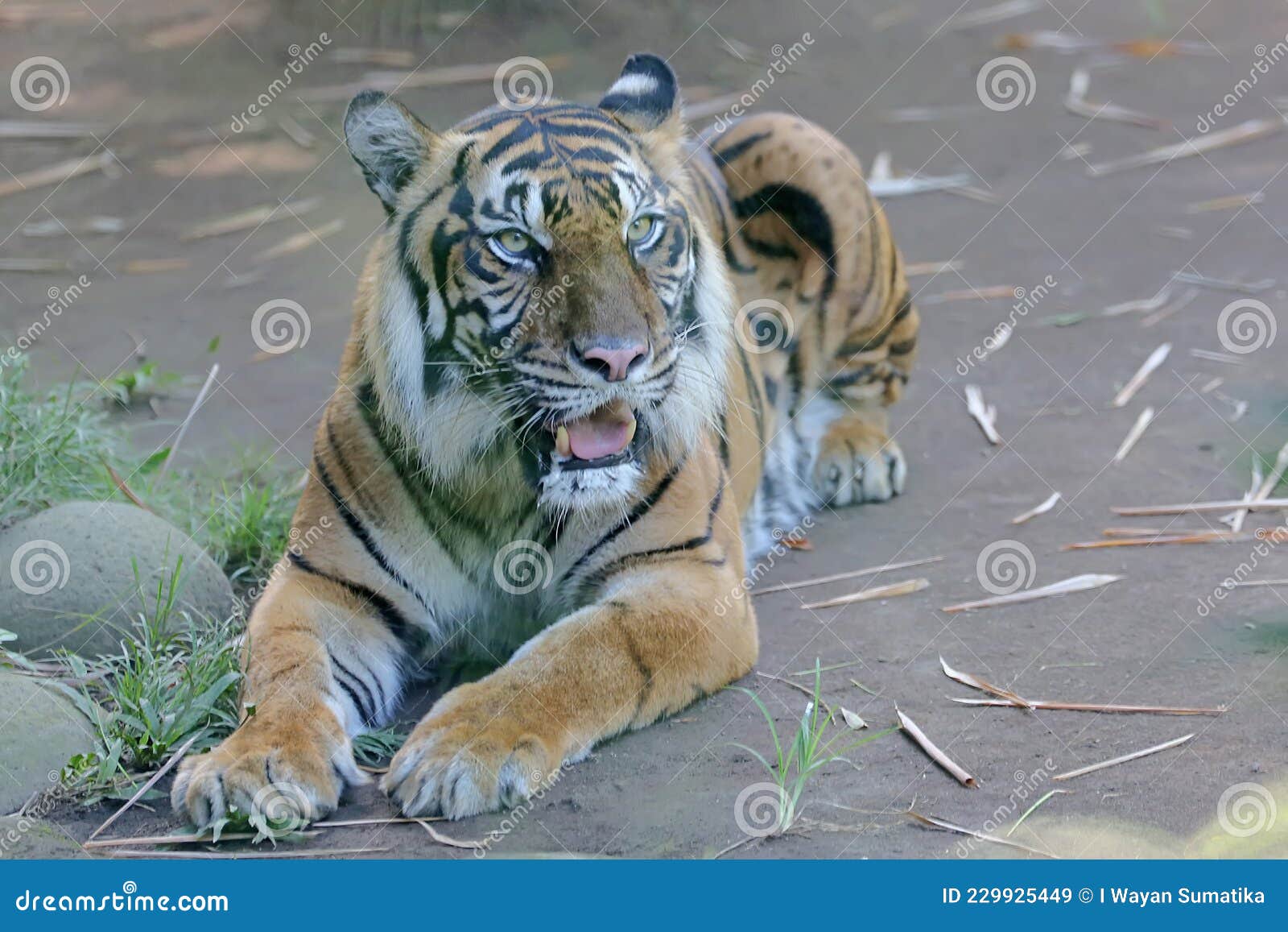A Sumatran Tiger is Sunbathing while Watching the Environment. Stock ...