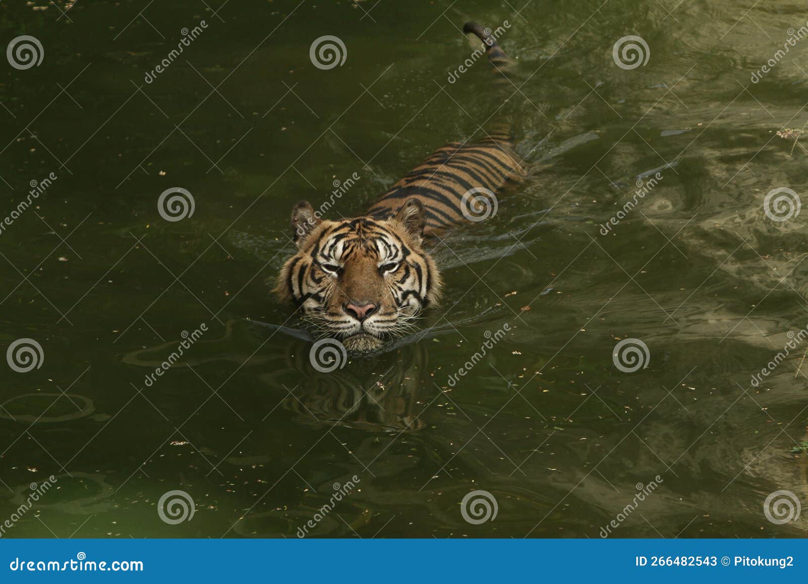 A Sumatran Tiger Taking a Bath in a Pond Stock Image - Image of jungle ...