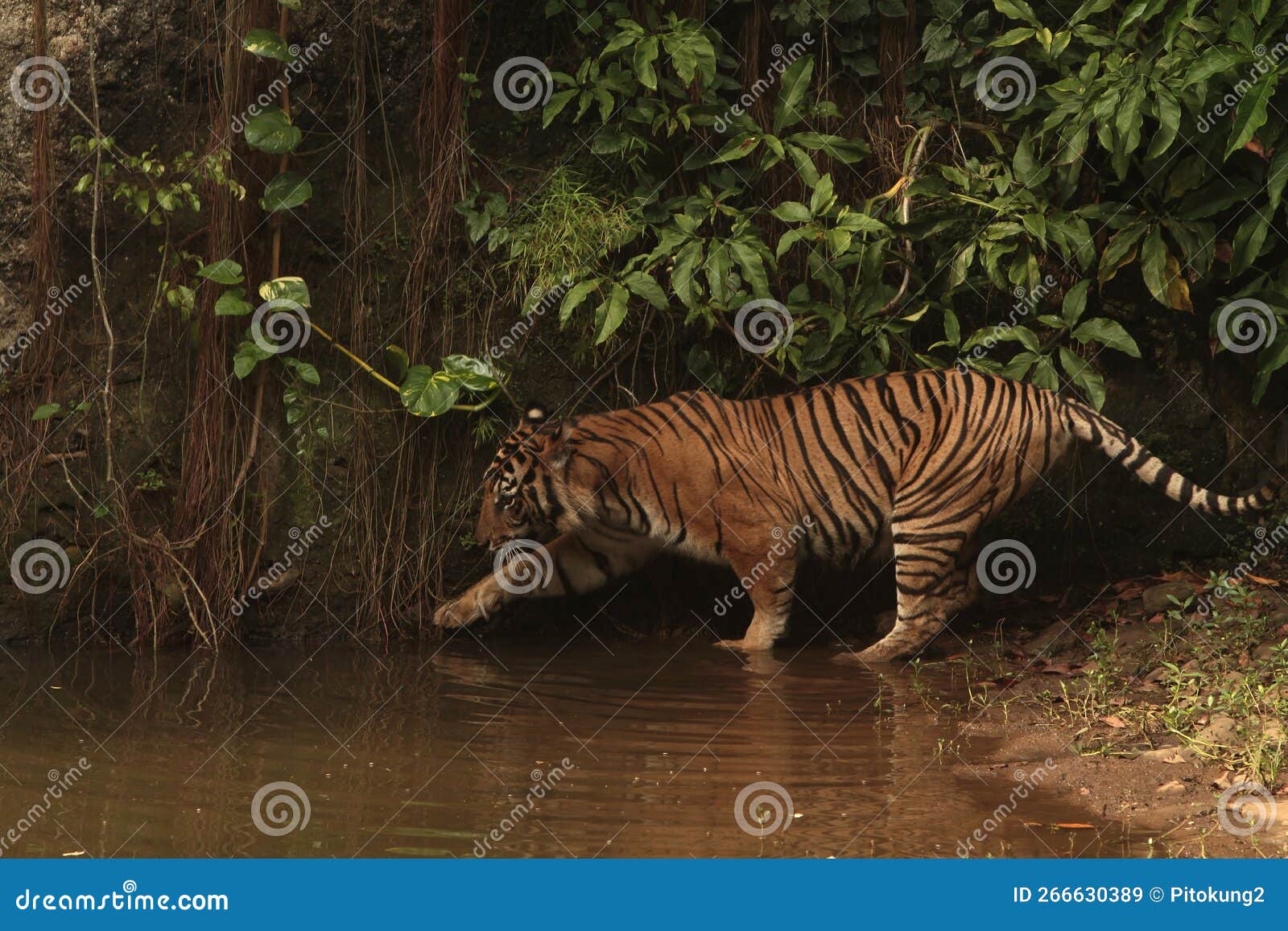 A Sumatran Tiger is about To Enter the Pool Stock Image - Image of ...