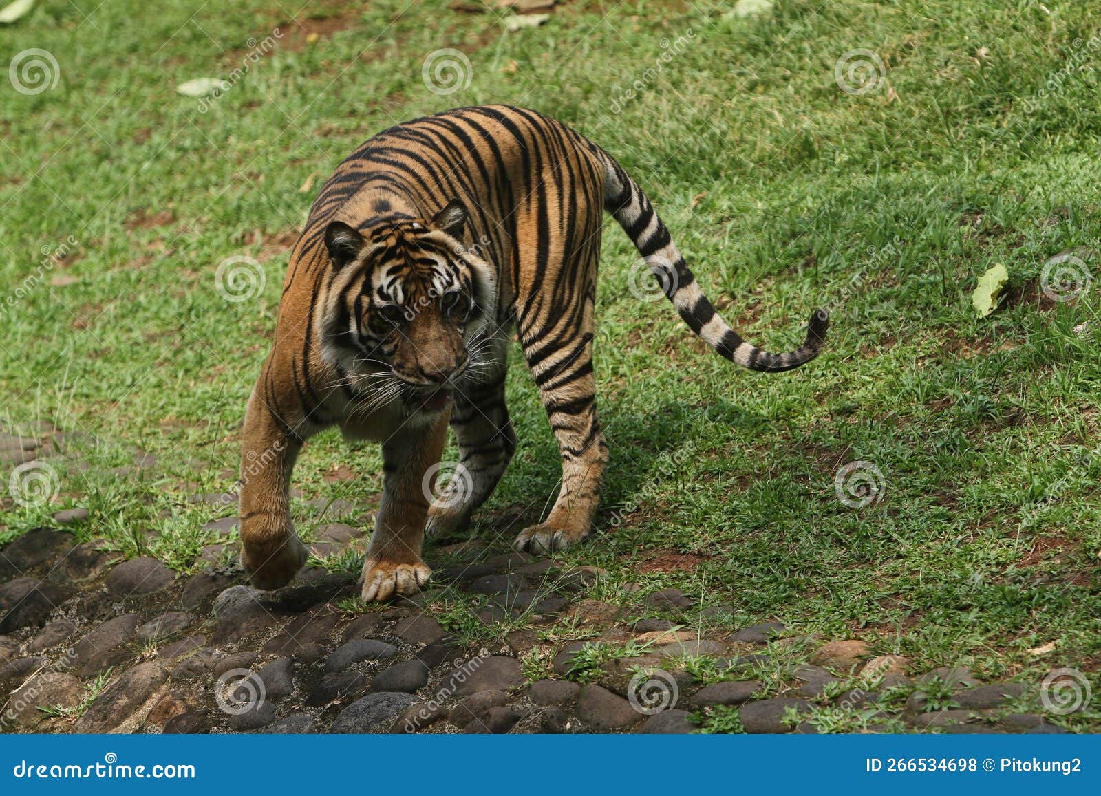 A Sumatran Tiger Turned Sideways Stock Photo - Image of sideways ...