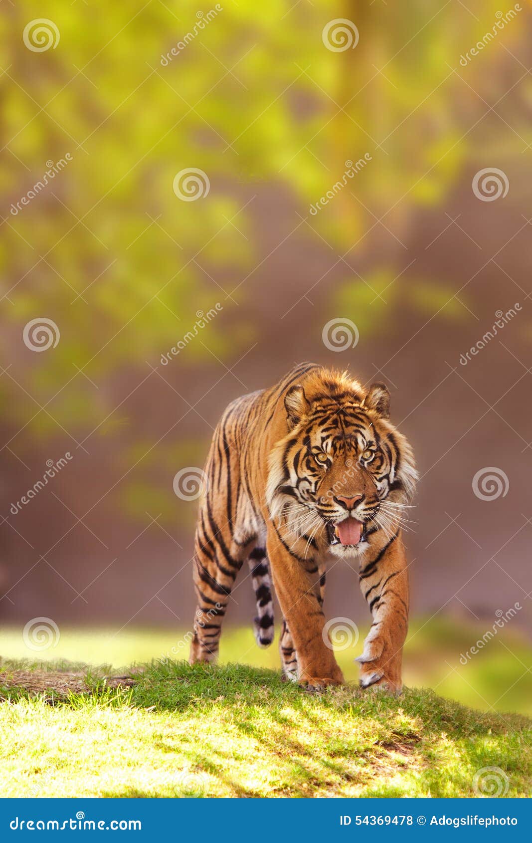 Sumatran Tiger Walking Forward Stock Photo - Image of outside, forest ...