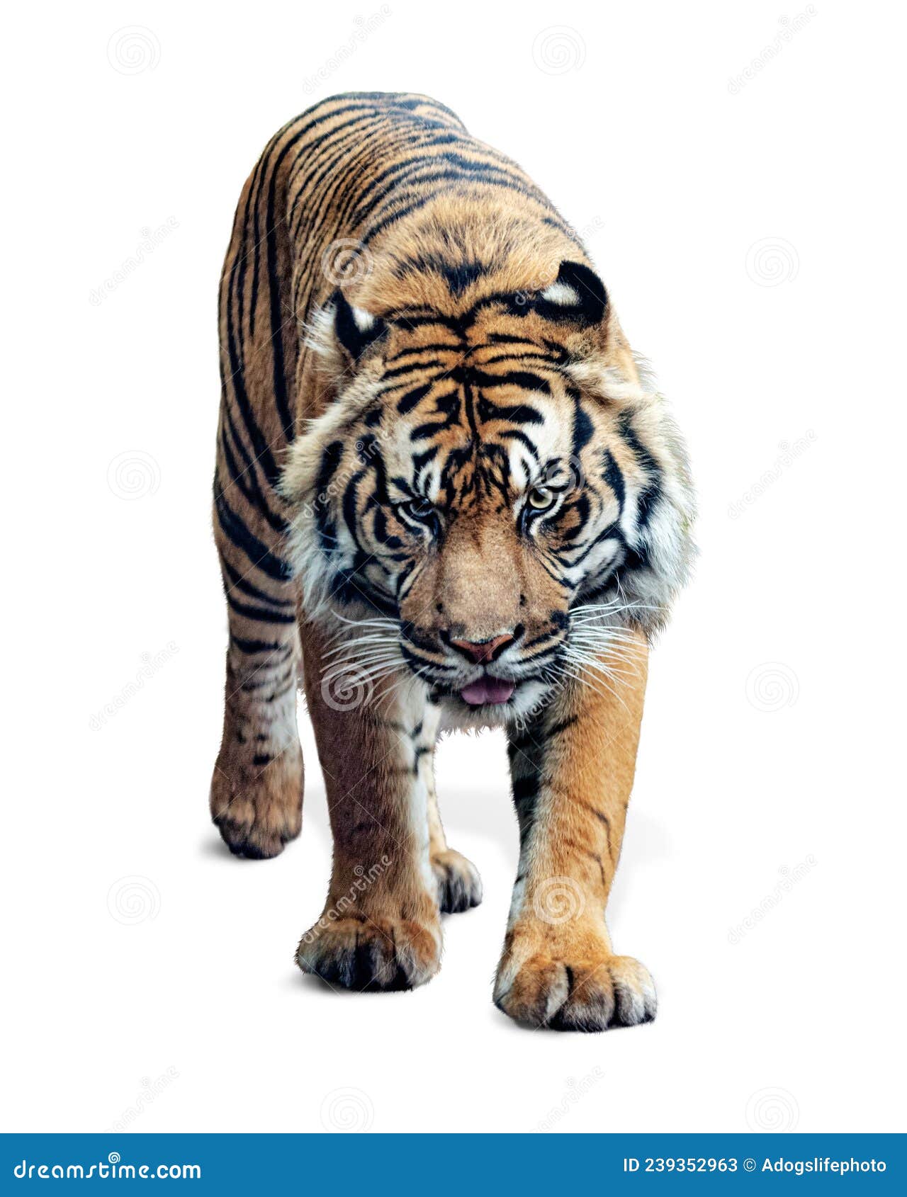 Sumatran Tiger Walking Forward Isolated on White Stock Image - Image of ...